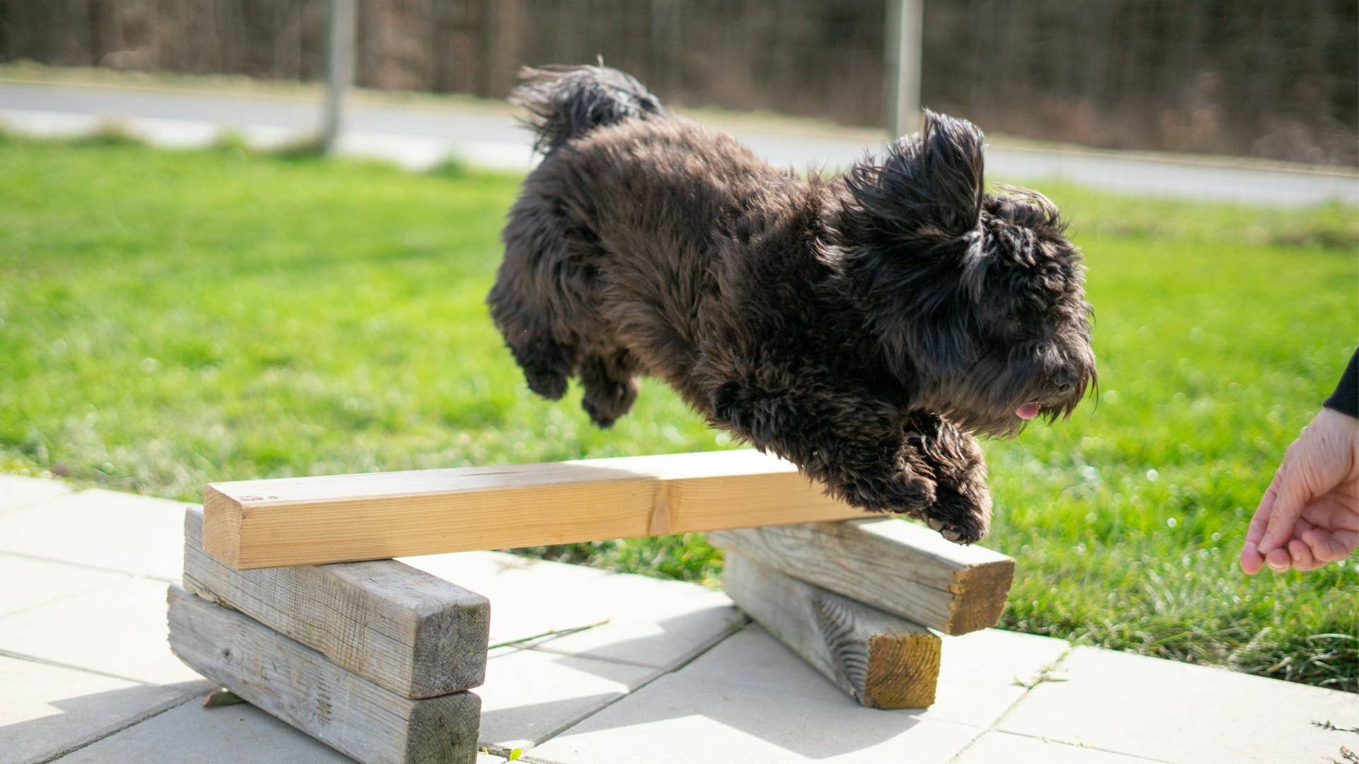 The Havanese: A Guide to This Lively and Loving Breed - PetHelpful