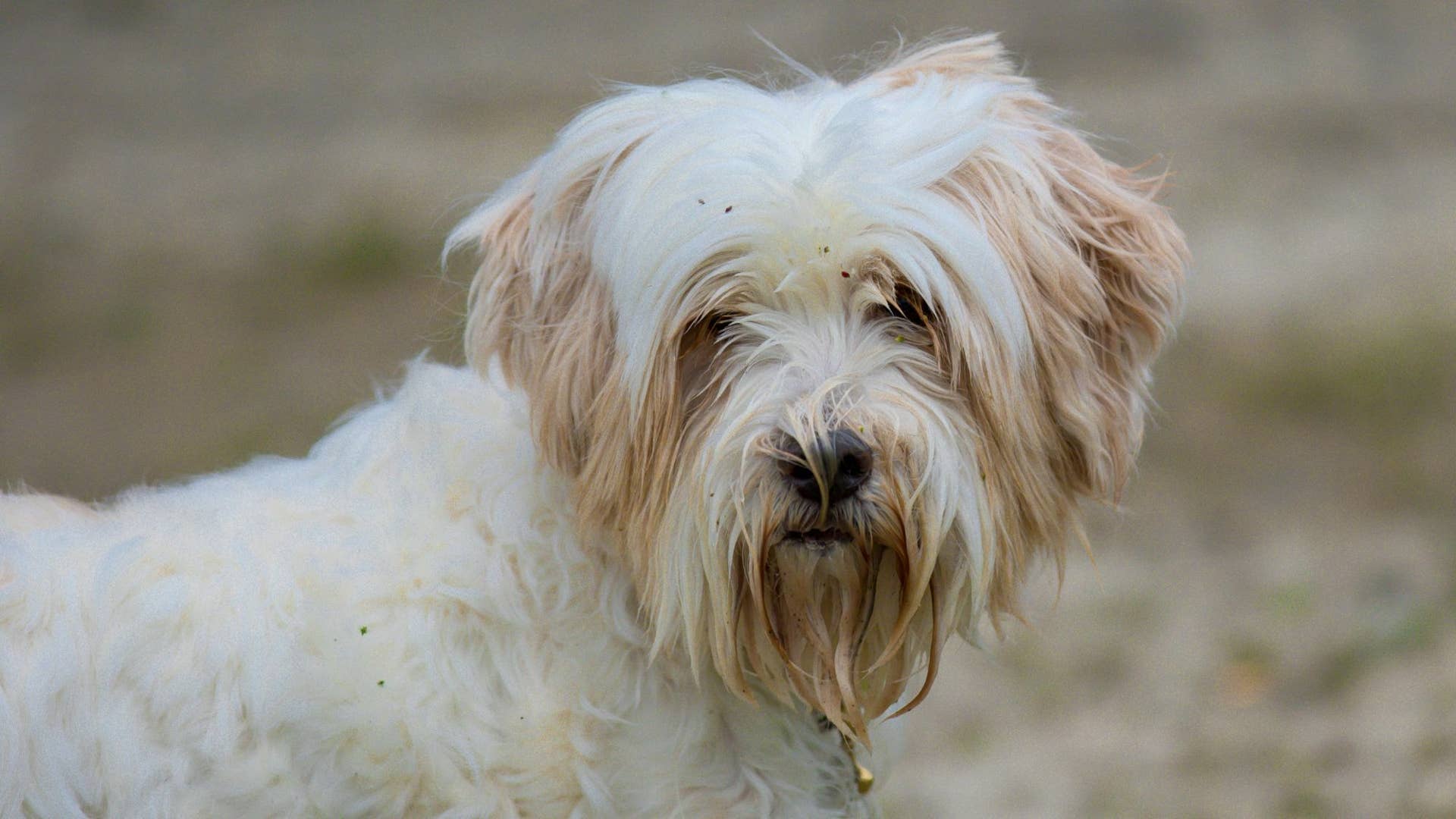 Tibetan Terrier Dog Breed Information The Tibetan Terrier Isn't