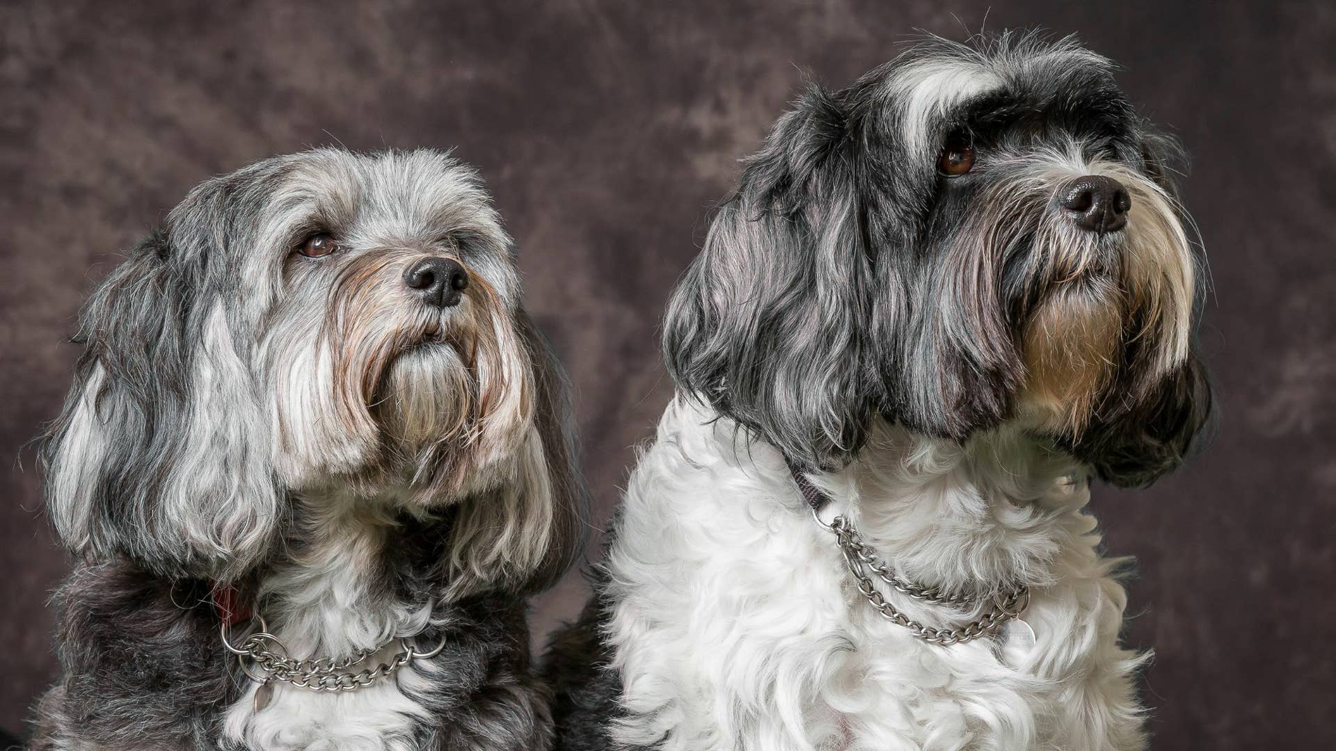 Tibetan Terrier Dog Breed Information The Tibetan Terrier Isn't