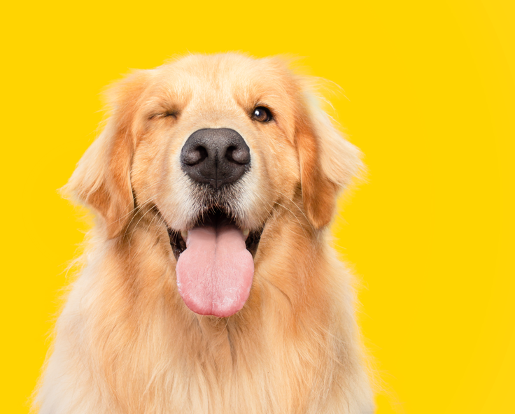 Dog Photographer’s Images of Pets With Their Favorite Stuffies Are the ...