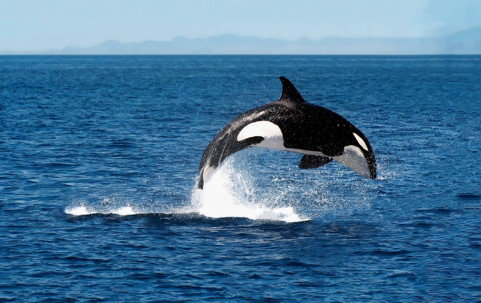 Orca