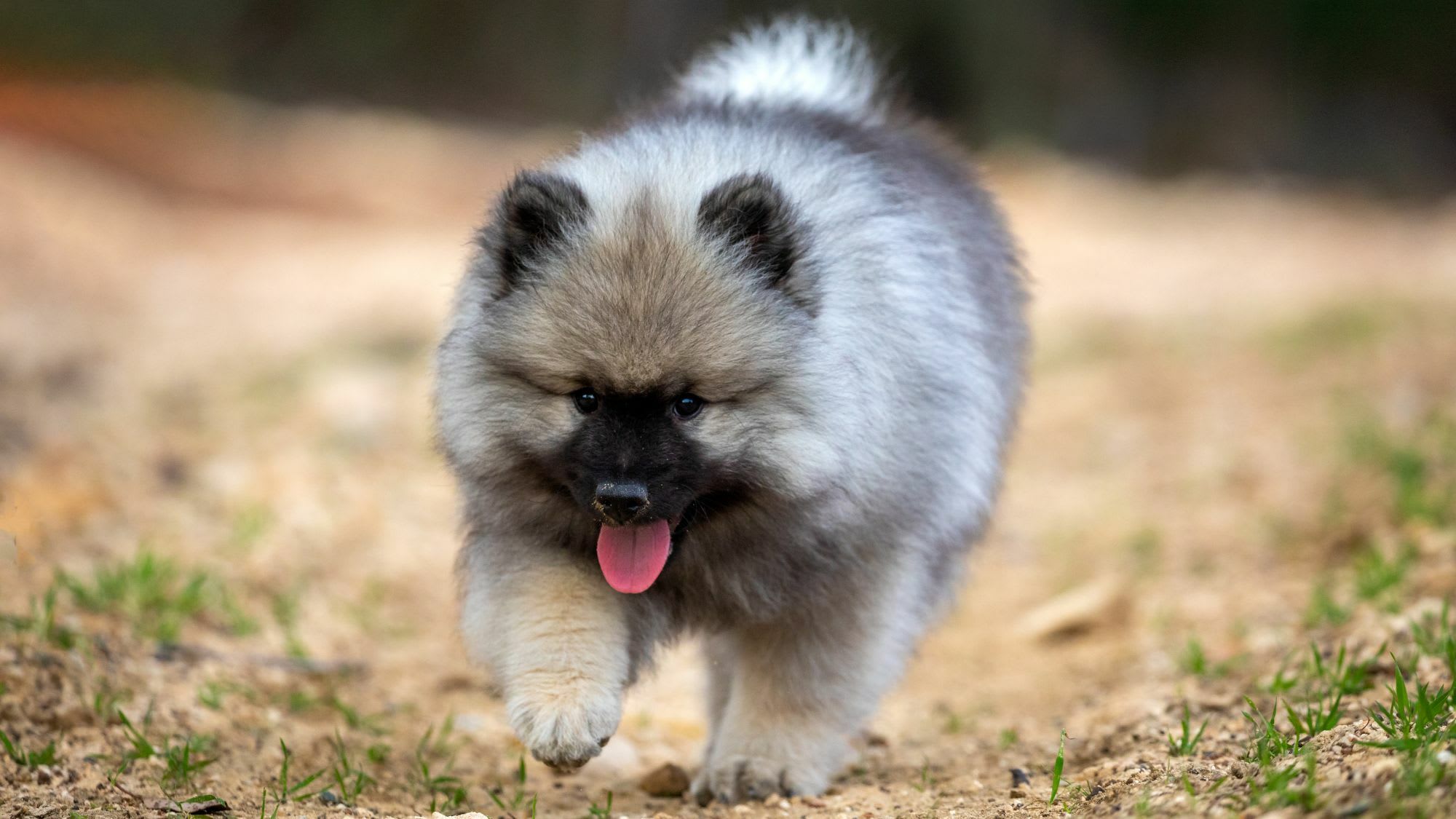 Keeshond: The Playful, Affectionate Family Pet With an Intelligent ...