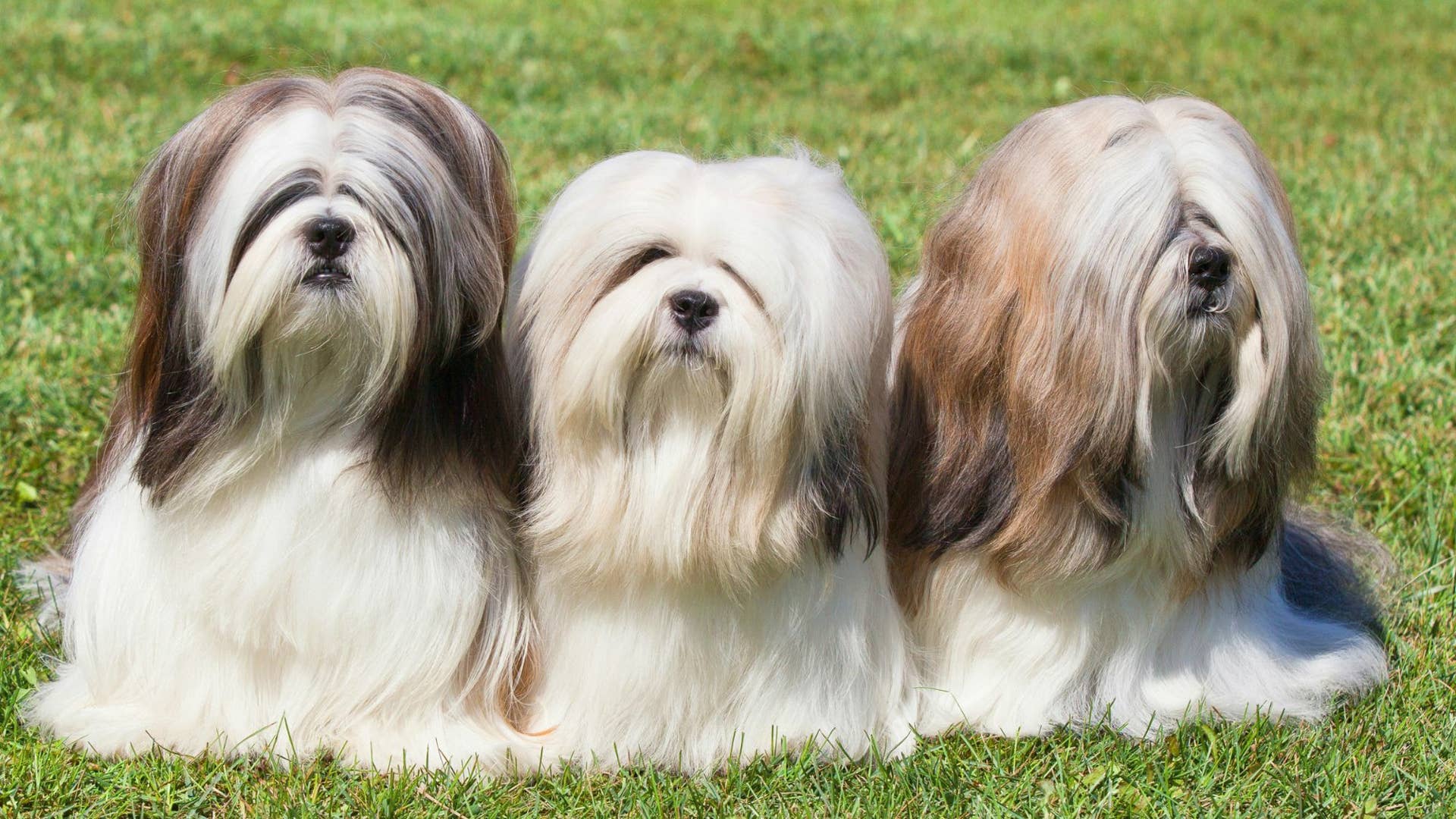 Ultimate Guide to the Lhasa Apso: Breed Characteristics, Care Tips, and ...