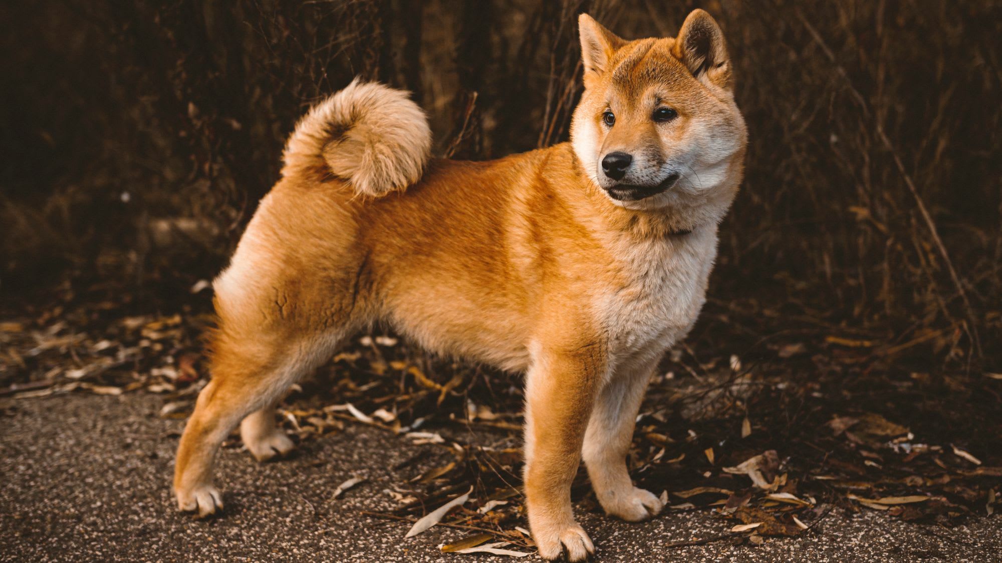 The Ultimate Guide to Shiba Inu Dogs: Breed Traits, Training Tips, and ...