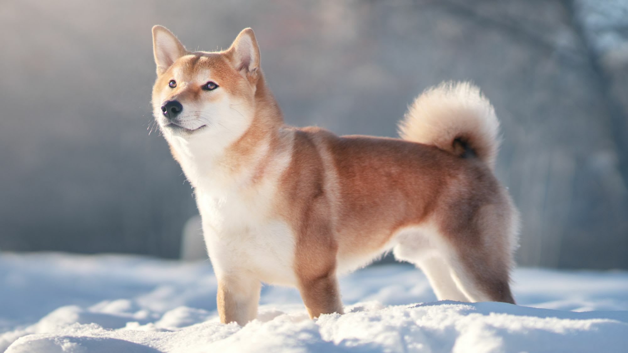 The Ultimate Guide to Shiba Inu Dogs: Breed Traits, Training Tips, and ...
