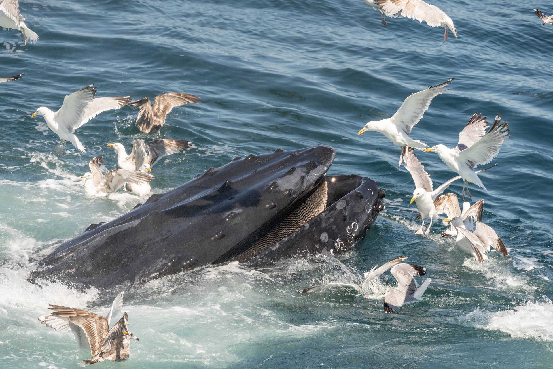 Incredible Footage of Whale 'Toppling' Boat in New England Is ...