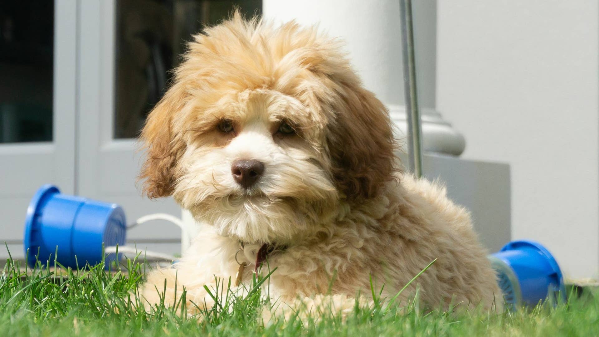 Löwchen: The “Little Lion” Dog Breed With an Affectionate Personality ...