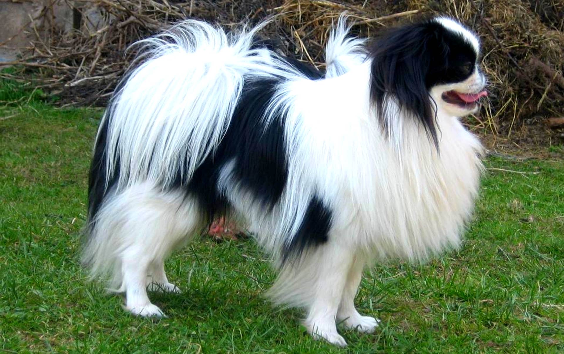 The Japanese Chin: Exploring the Traits of This Ancient and Noble Breed ...