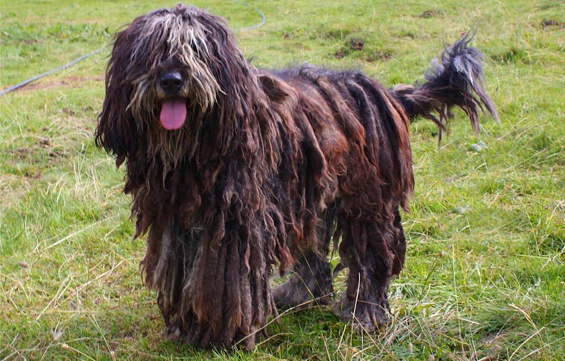 Bergamasco Sheepdog: A Comprehensive Guide to This Rustic Breed ...