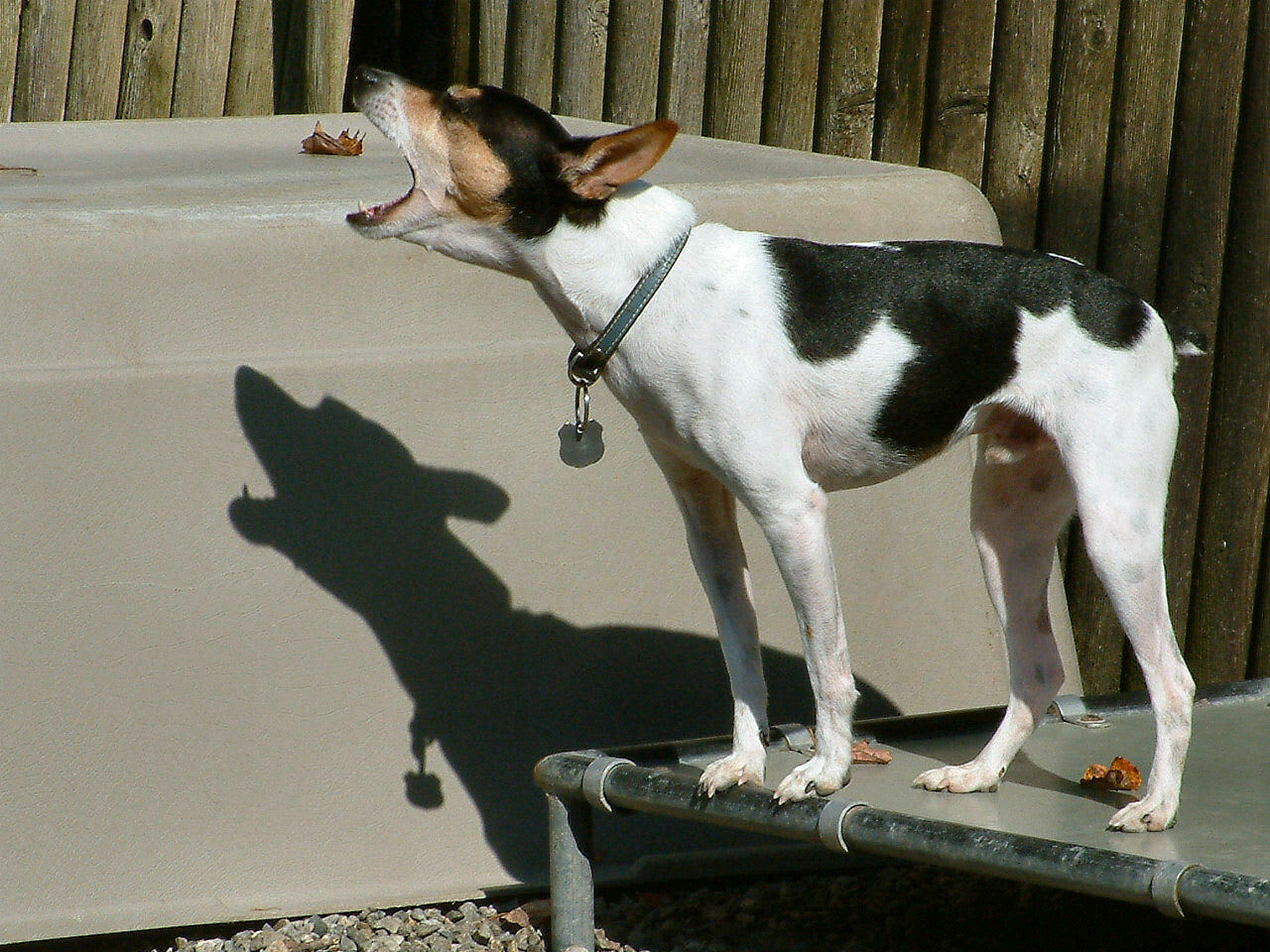 Rat Terrier 101: What You Need to Know About This Intelligent and ...
