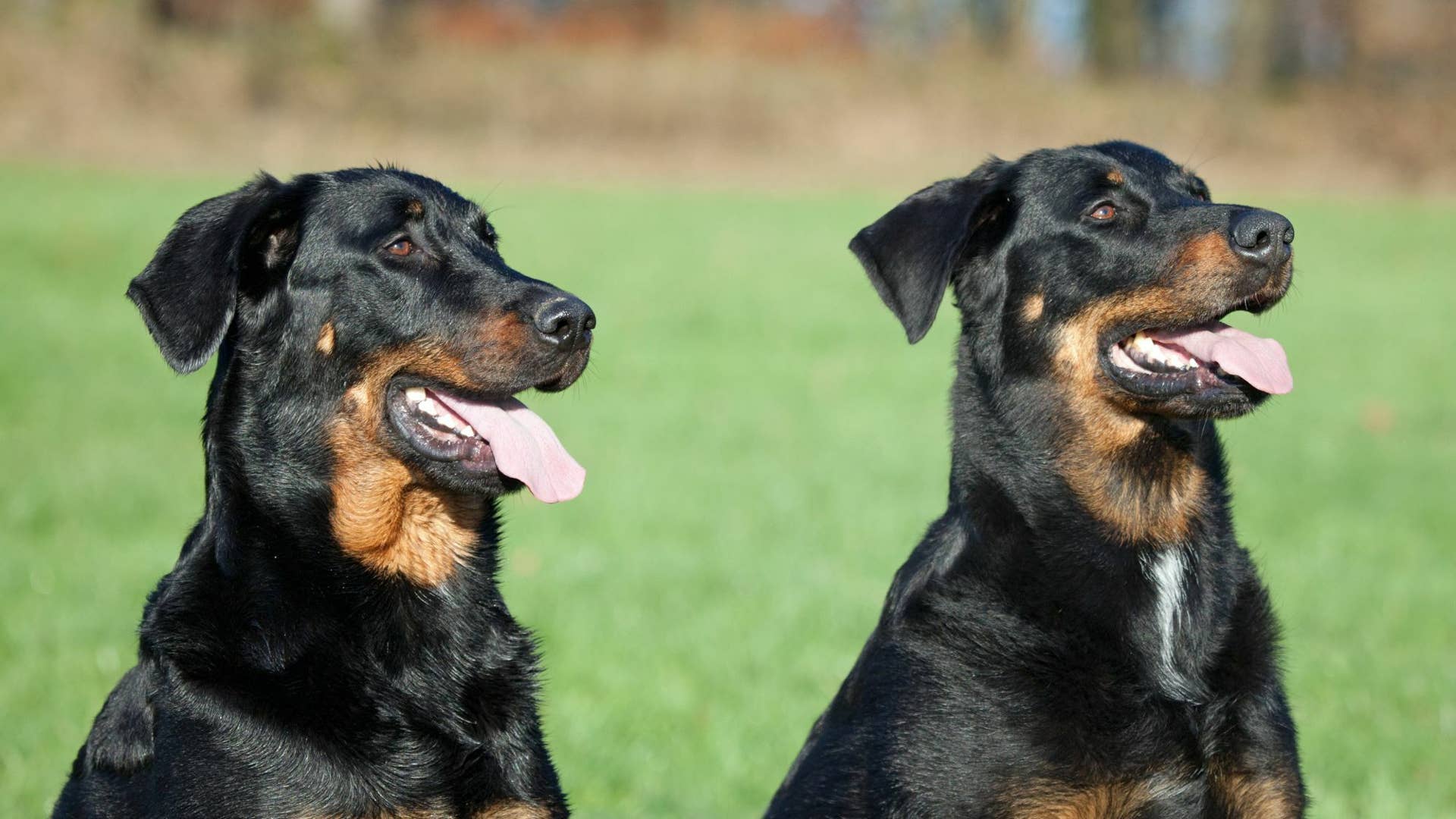 The Beauceron Dog Breed: History, Temperament, and Care Guide - PetHelpful