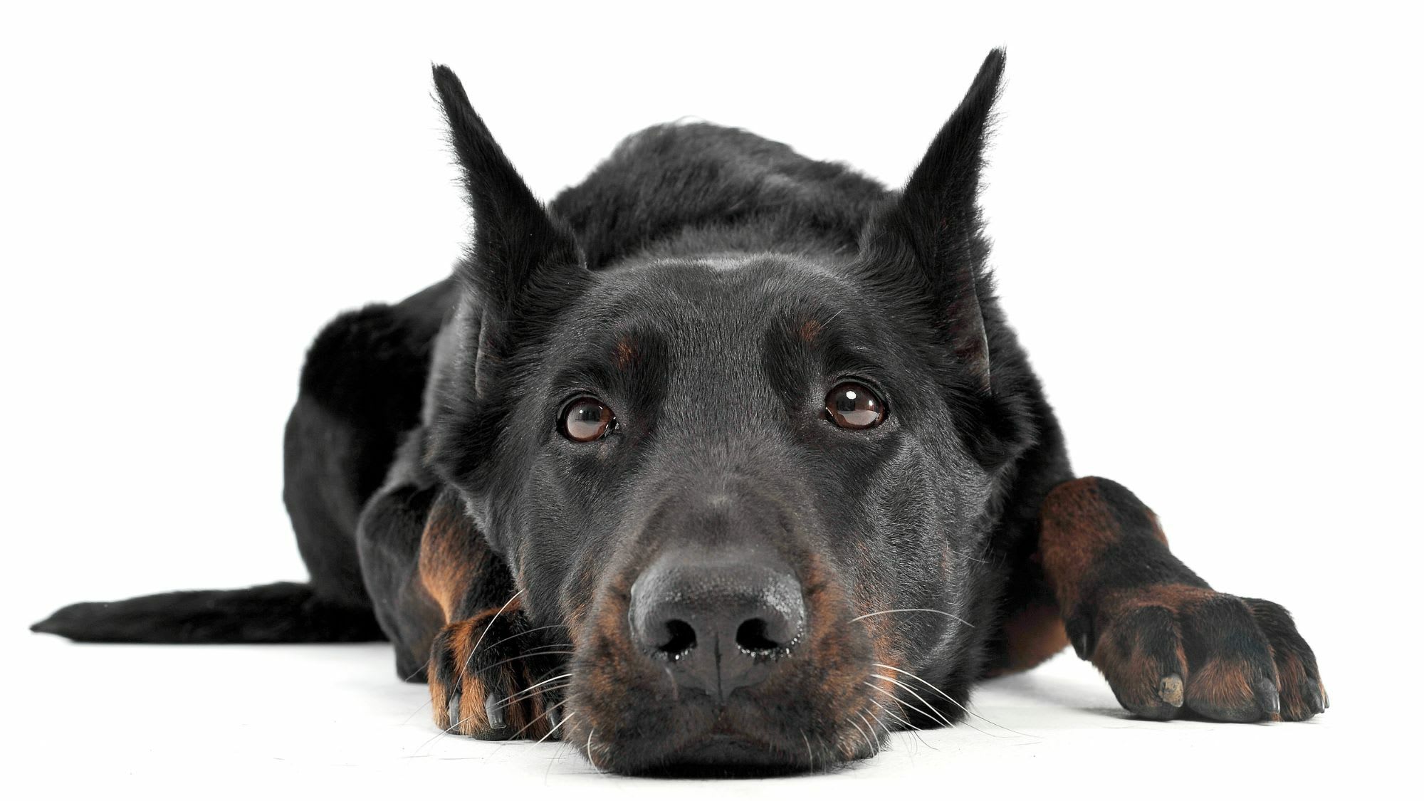 The Beauceron Dog Breed: History, Temperament, and Care Guide - PetHelpful