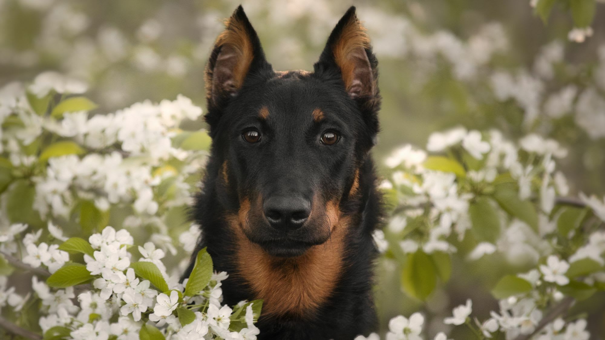 The Beauceron Dog Breed: History, Temperament, and Care Guide - PetHelpful