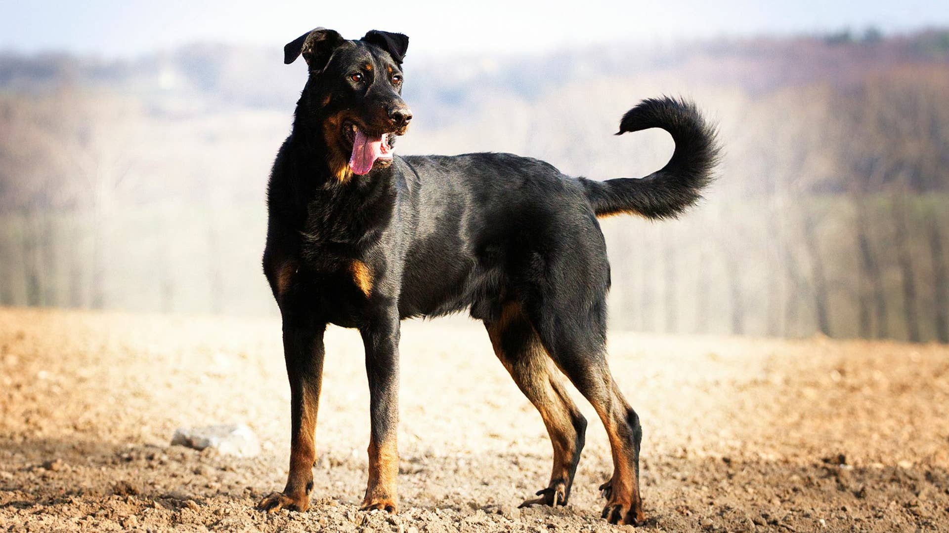 The Beauceron Dog Breed: History, Temperament, and Care Guide - PetHelpful