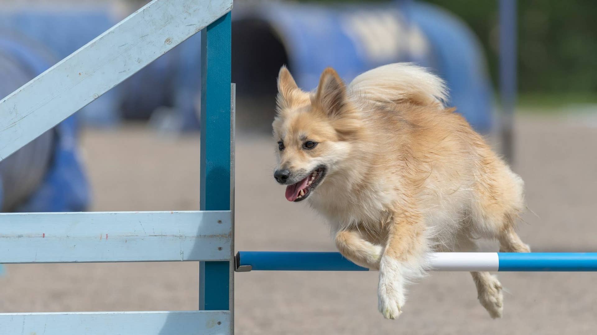 Icelandic Sheepdogs: Guide to Their History, Characteristics, and Care