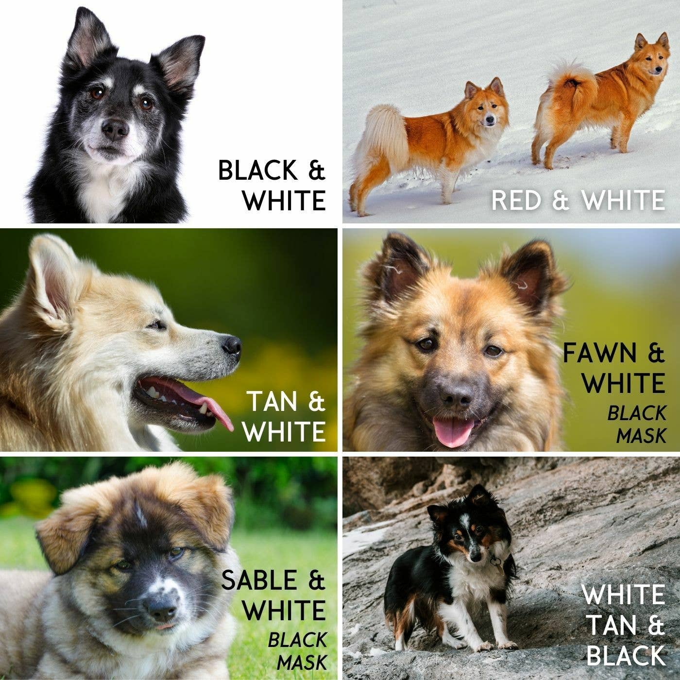 Icelandic Sheepdogs: Guide to Their History, Characteristics, and Care