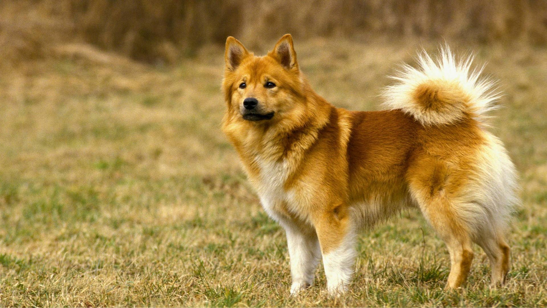 Icelandic Sheepdogs: Guide to Their History, Characteristics, and Care