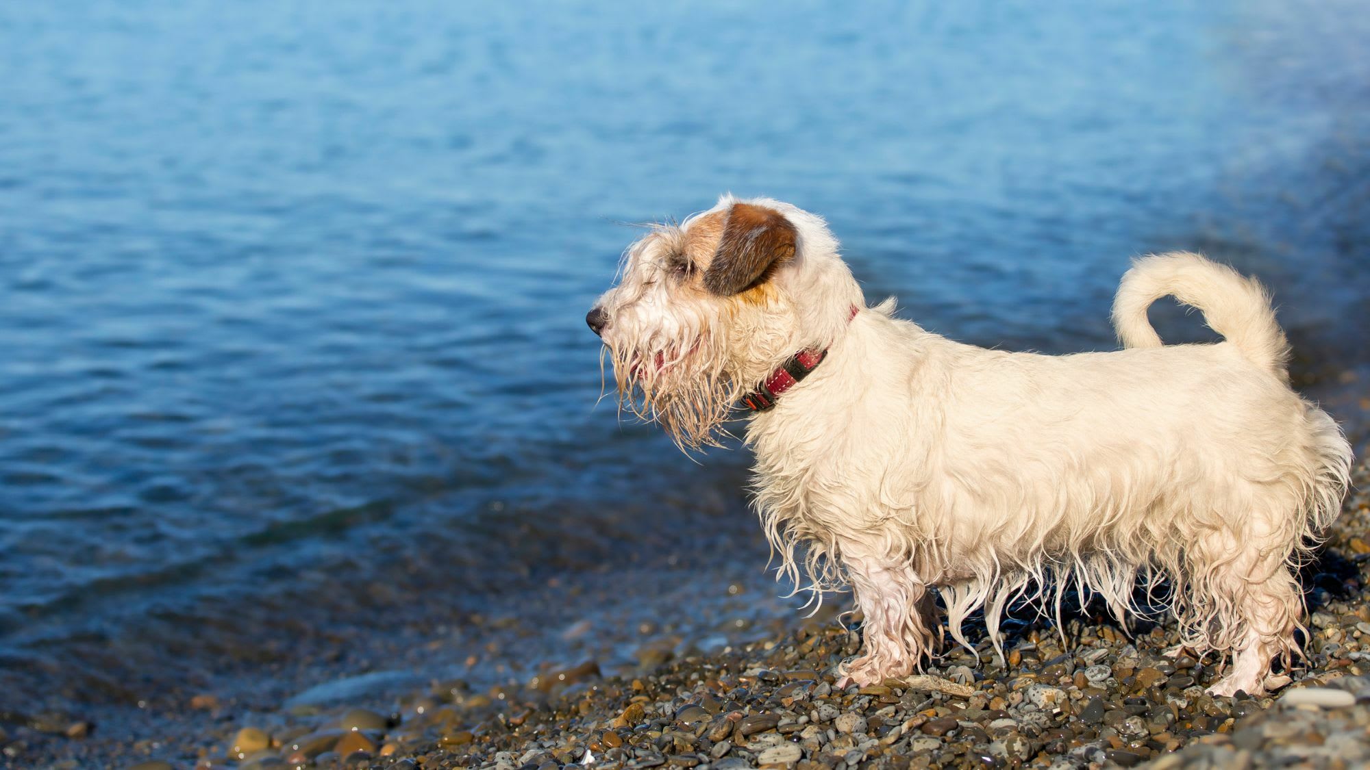 The Sealyham Terrier: A Comprehensive Guide to This Rare Welsh Breed