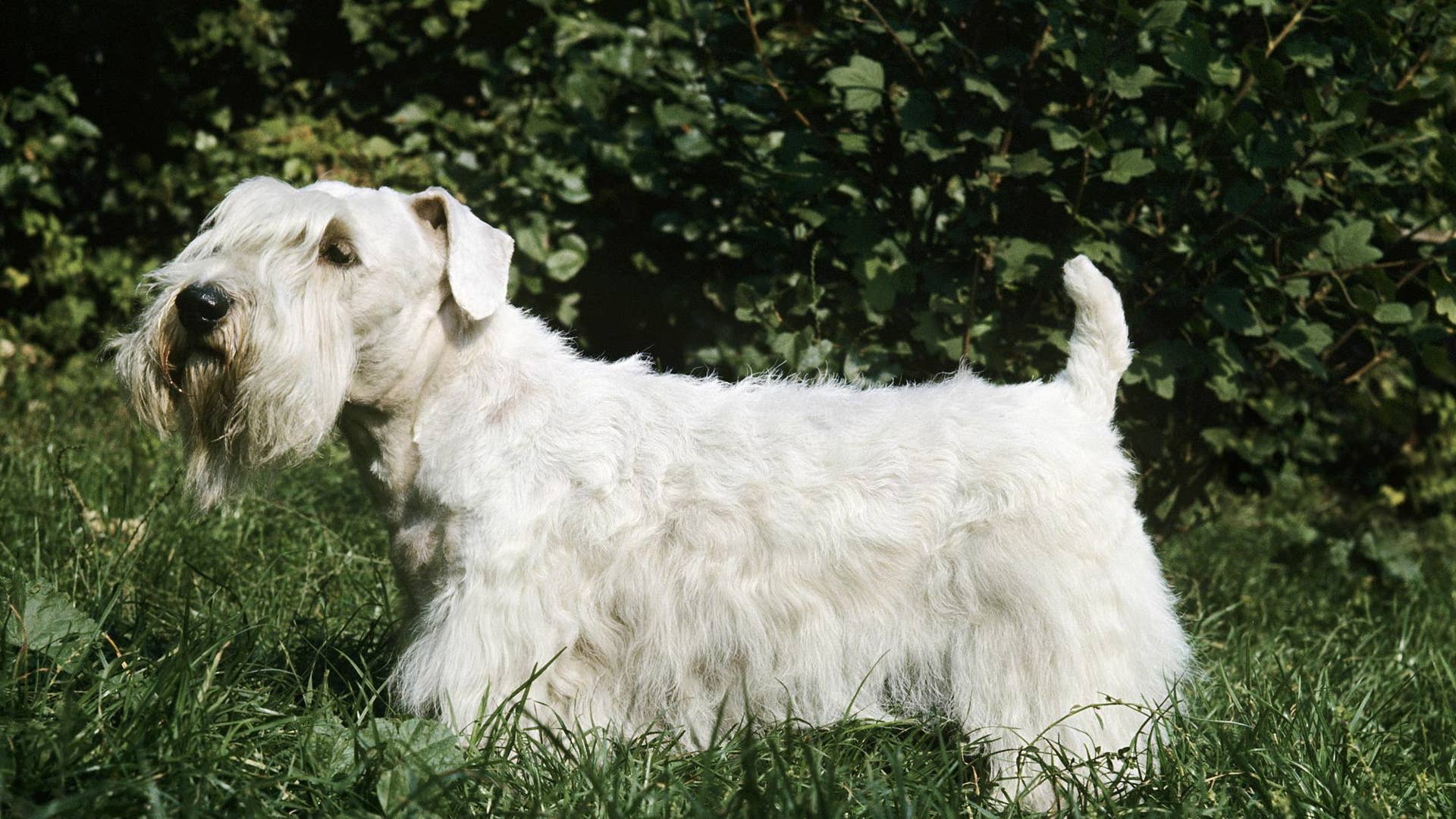 The Sealyham Terrier: A Comprehensive Guide to This Rare Welsh Breed