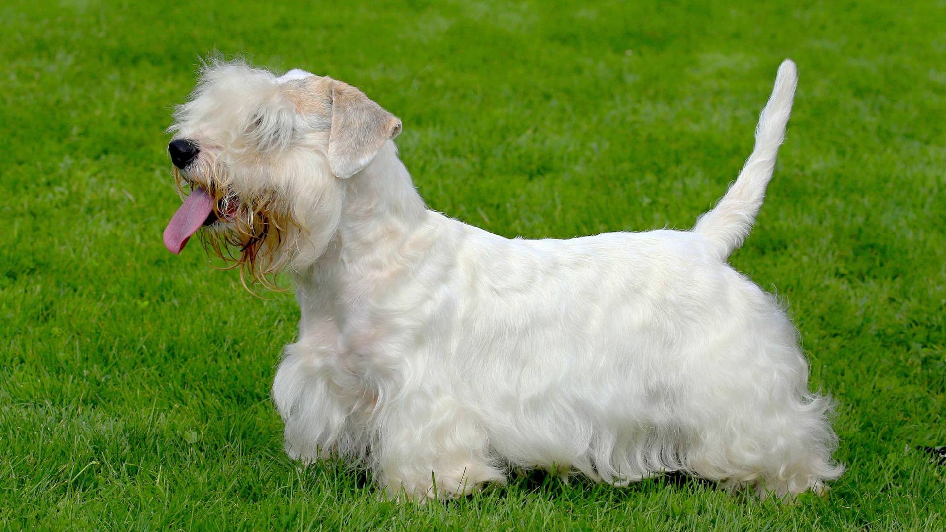 The Sealyham Terrier: A Comprehensive Guide to This Rare Welsh Breed