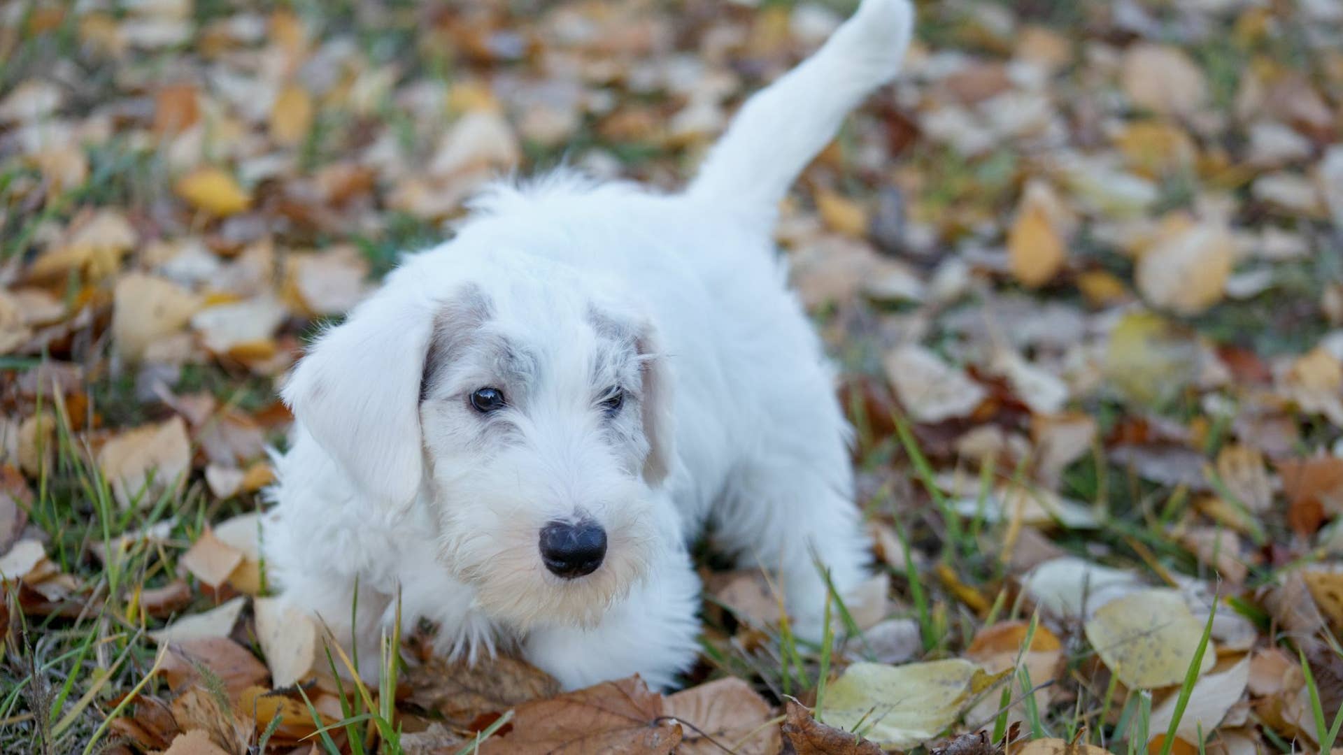 The Sealyham Terrier: A Comprehensive Guide to This Rare Welsh Breed