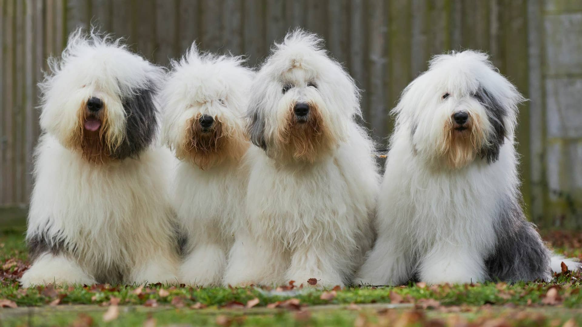 Exploring the Old English Sheepdog: From Its Herding Roots to Family ...