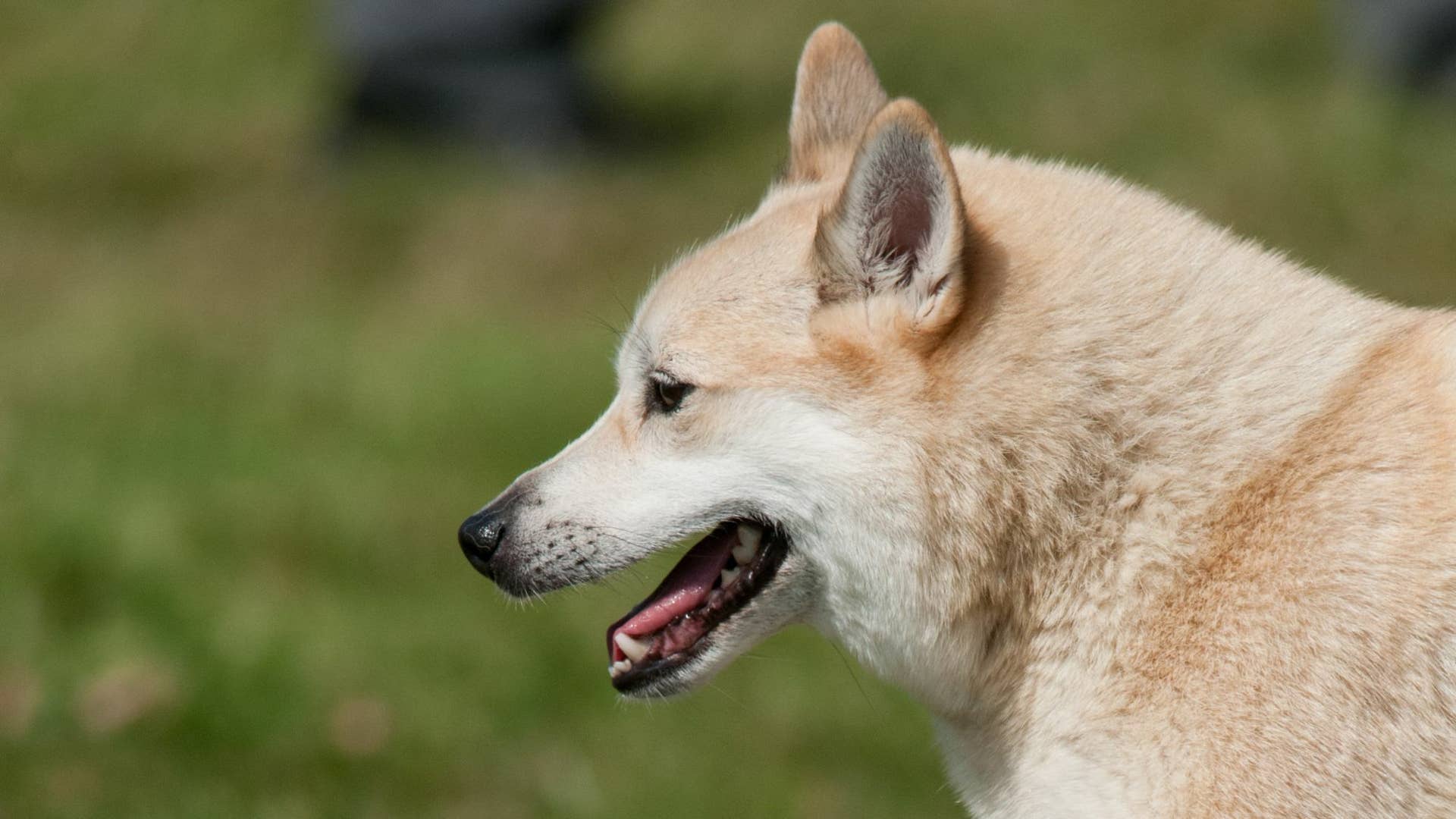 Understanding the Norwegian Buhund: Breed Characteristics, Care, and ...