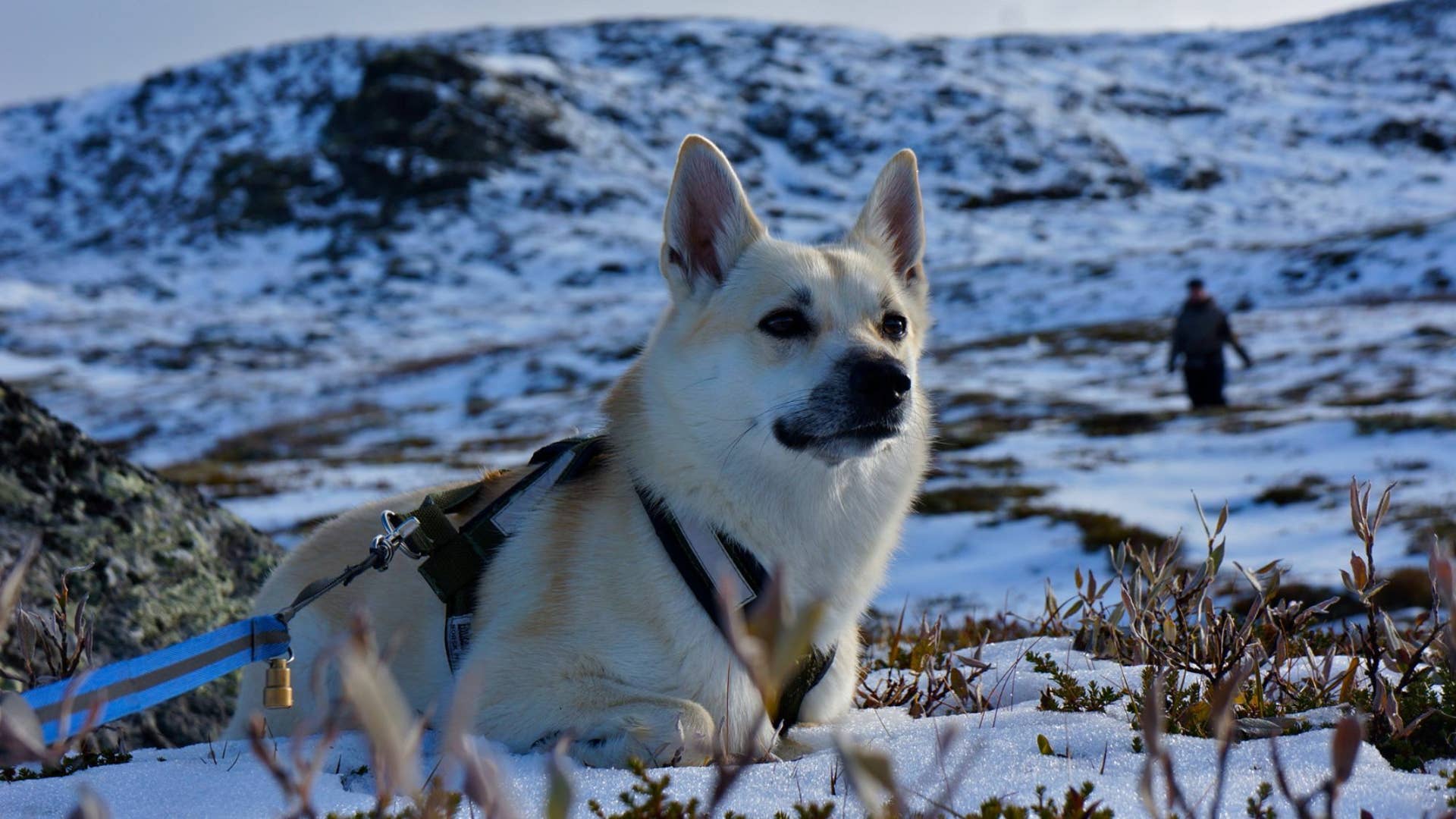 Understanding the Norwegian Buhund: Breed Characteristics, Care, and ...