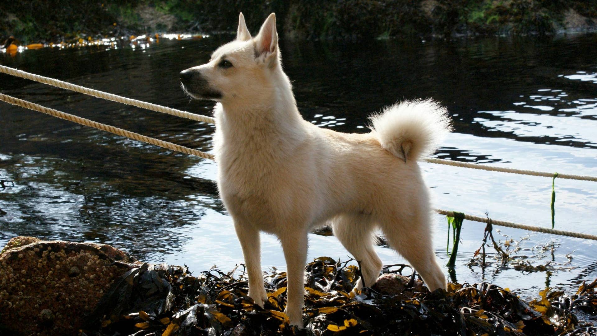 Understanding the Norwegian Buhund: Breed Characteristics, Care, and ...