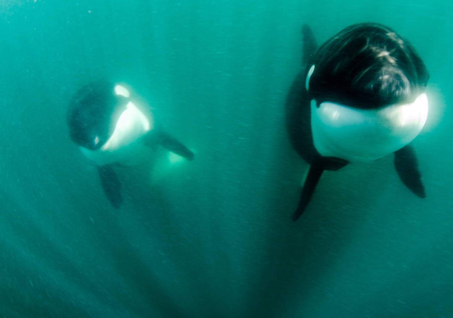 Woman Freediving in Norway Comes Face to Face With an Orca in Harrowing ...