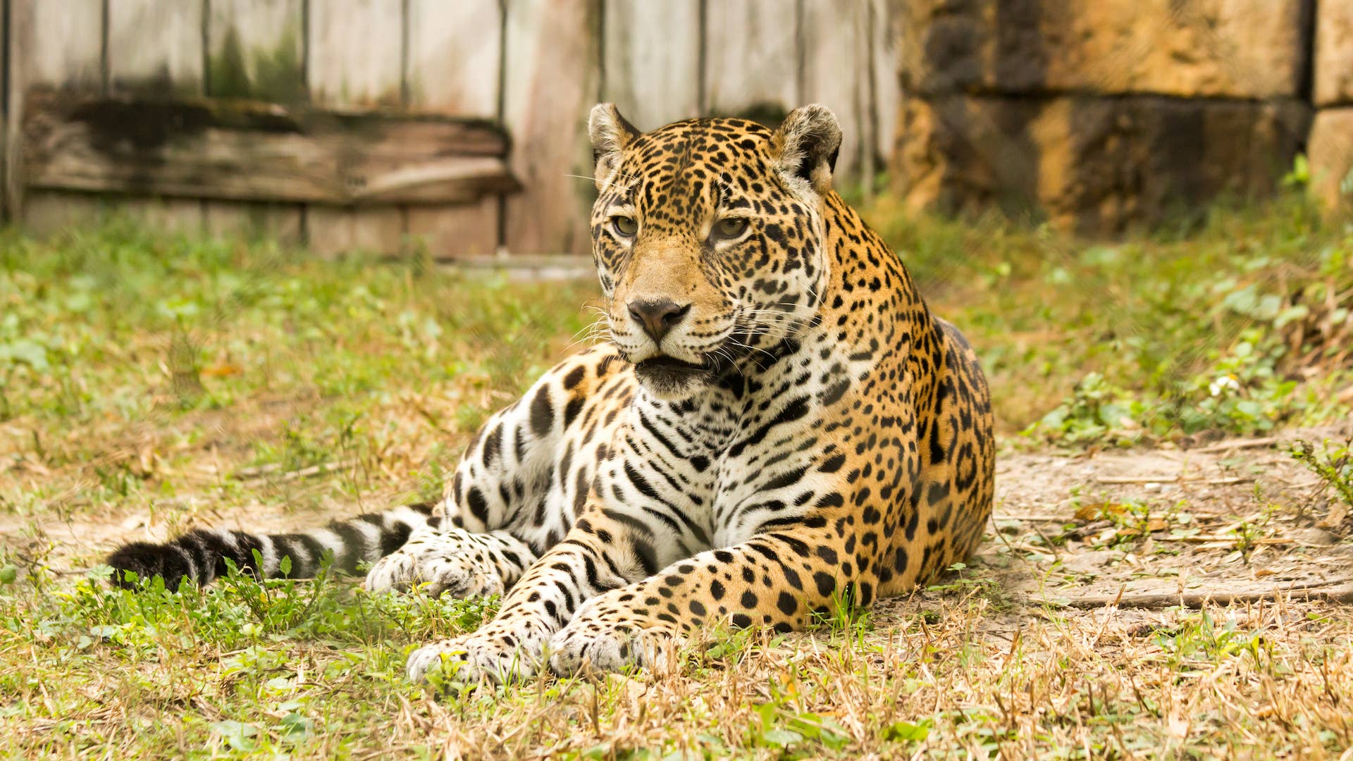 Jaguars Have the Cutest Time ‘Bobbing for Pumpkins’ at Hertfordshire ...