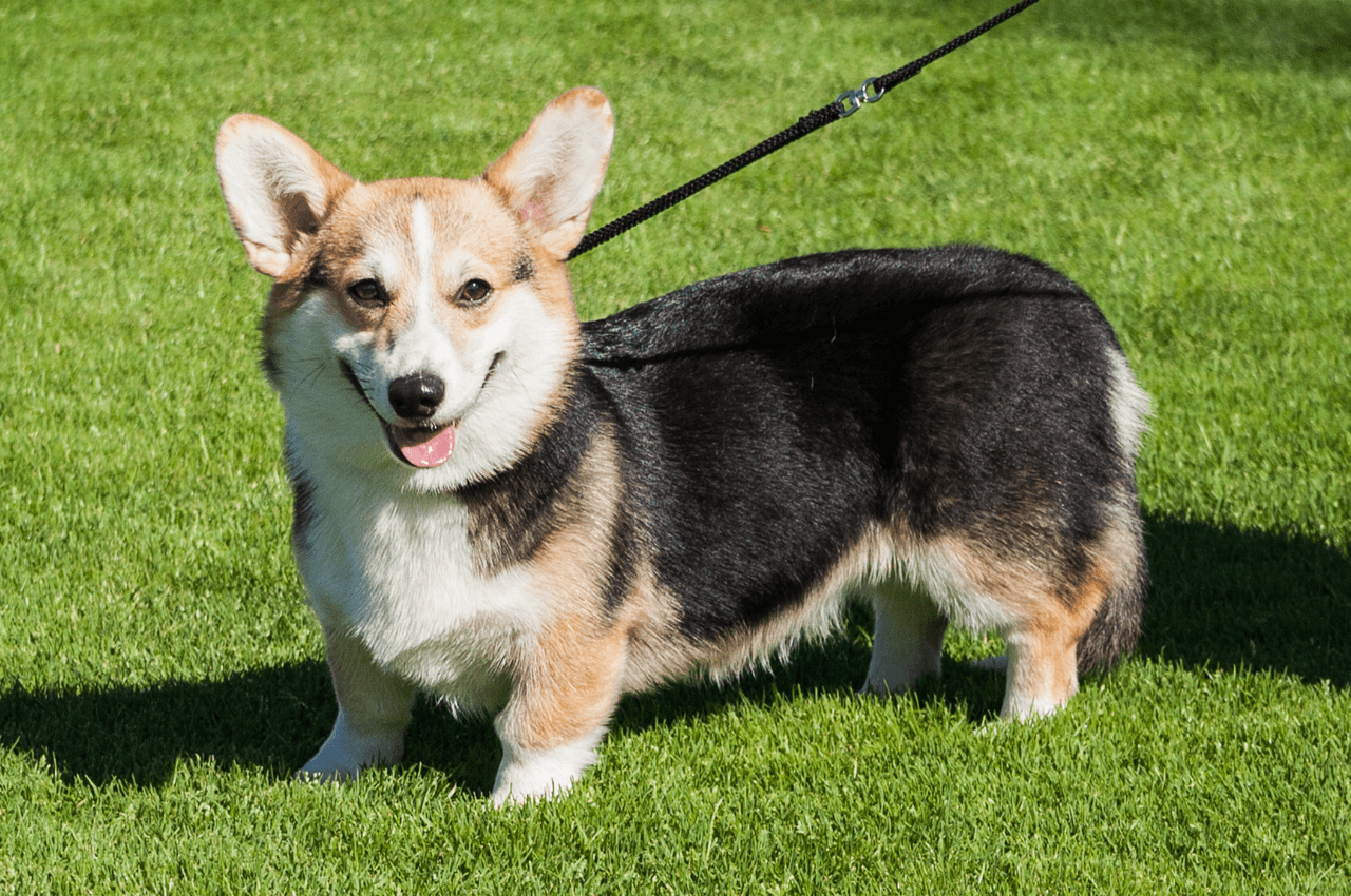 The Pembroke Welsh Corgi: A Comprehensive Breed Guide