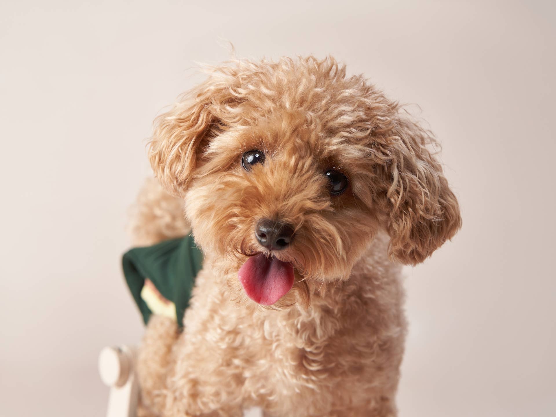 Puppy Bowl's 2024 Star Player 'Sweetpea' Passed Away Leaving Everyone ...