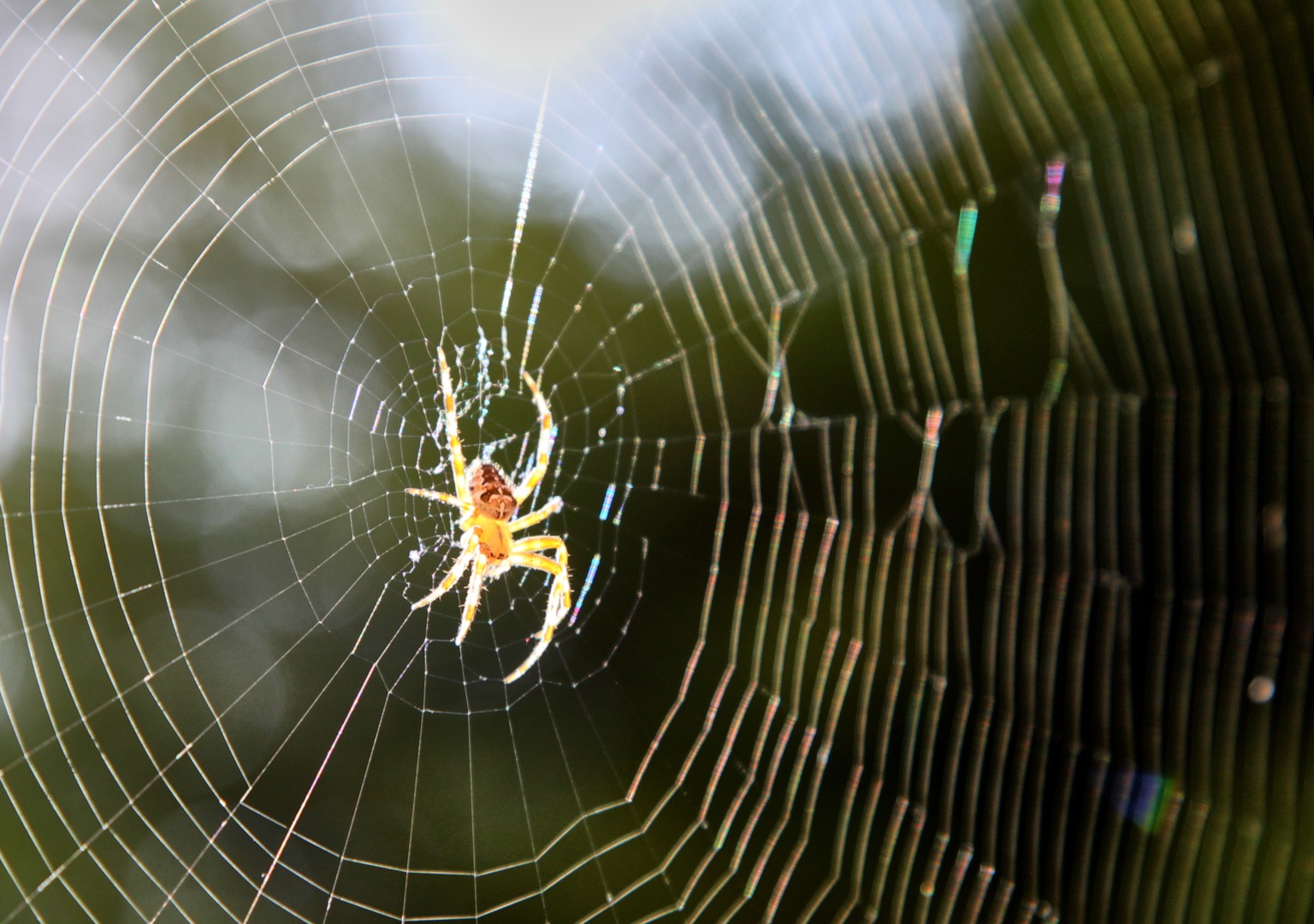 Spider Webs Cover Everything and 'Look Like Snow' During Australia's ...
