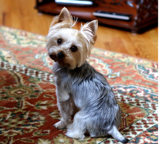 Interesting Facts and Myths About the Runt of the Litter