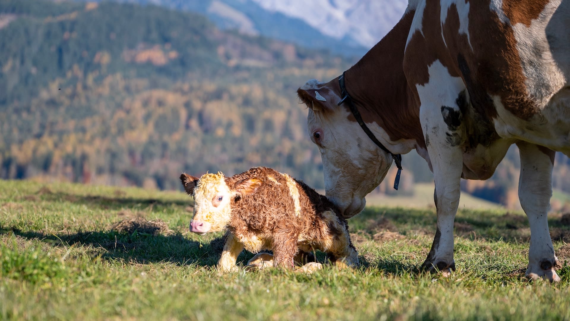 Special Newborn Calf Born with Deformities Who Was Rejected By Mom ...