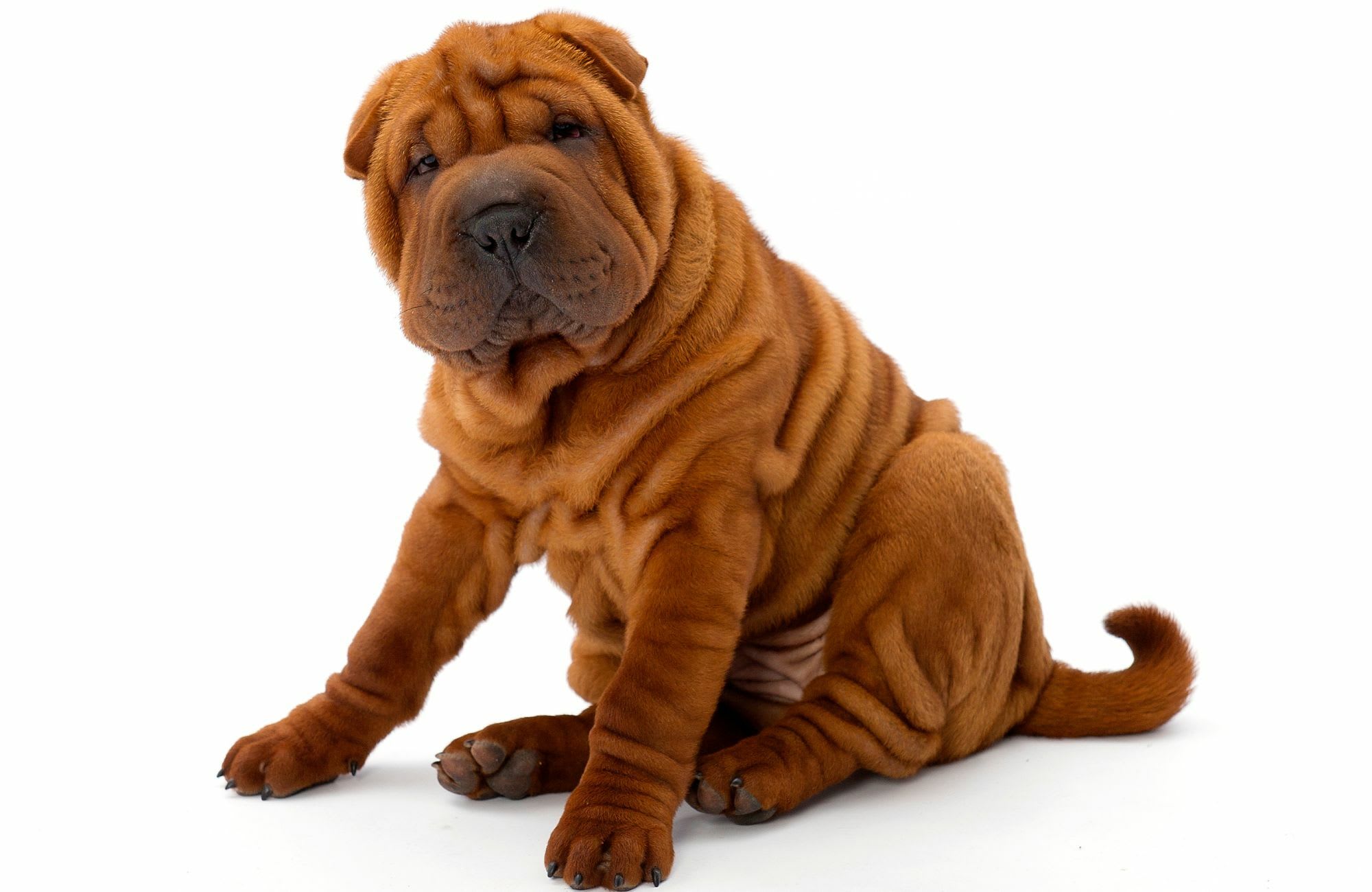 The Chinese Shar-Pei: An Ancient Breed With a Regal Presence - PetHelpful