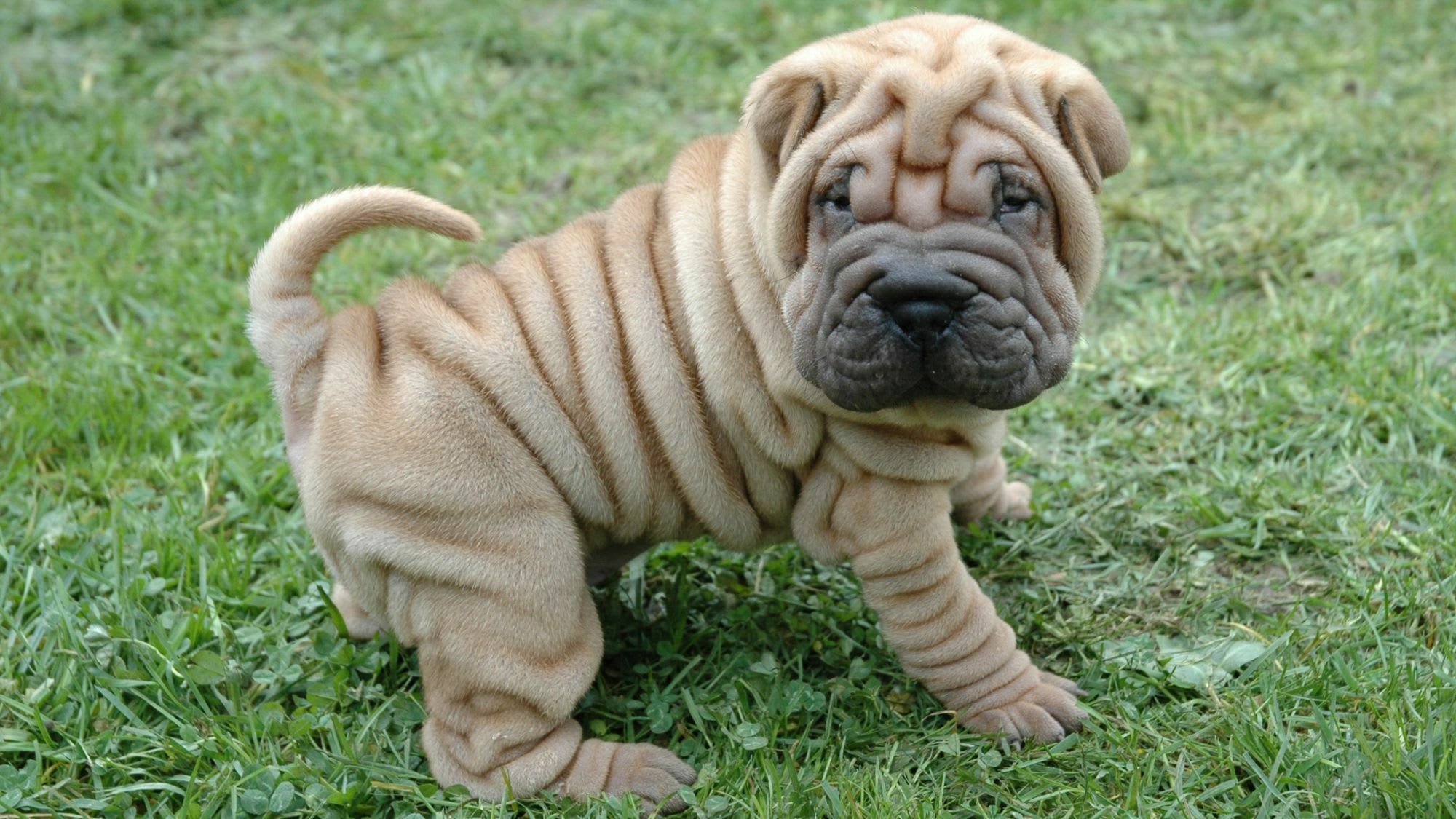 The Chinese Shar-Pei: An Ancient Breed With a Regal Presence - PetHelpful