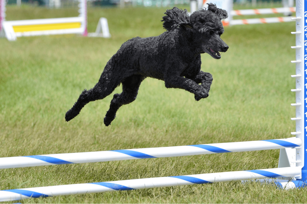 Miniature Poodles: The Ultimate Guide to This Intelligent Breed ...