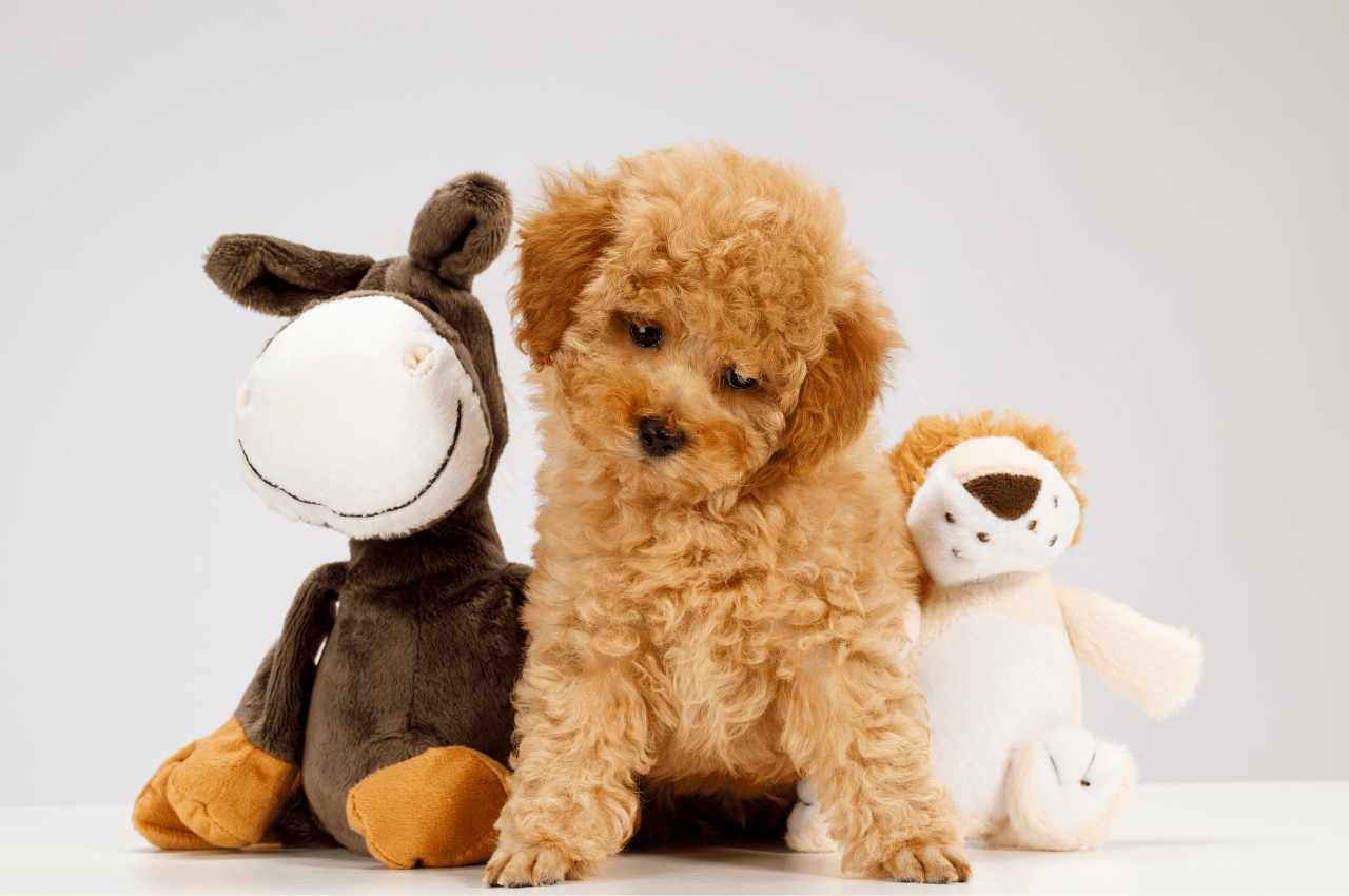 Miniature Poodles: The Ultimate Guide to This Intelligent Breed ...