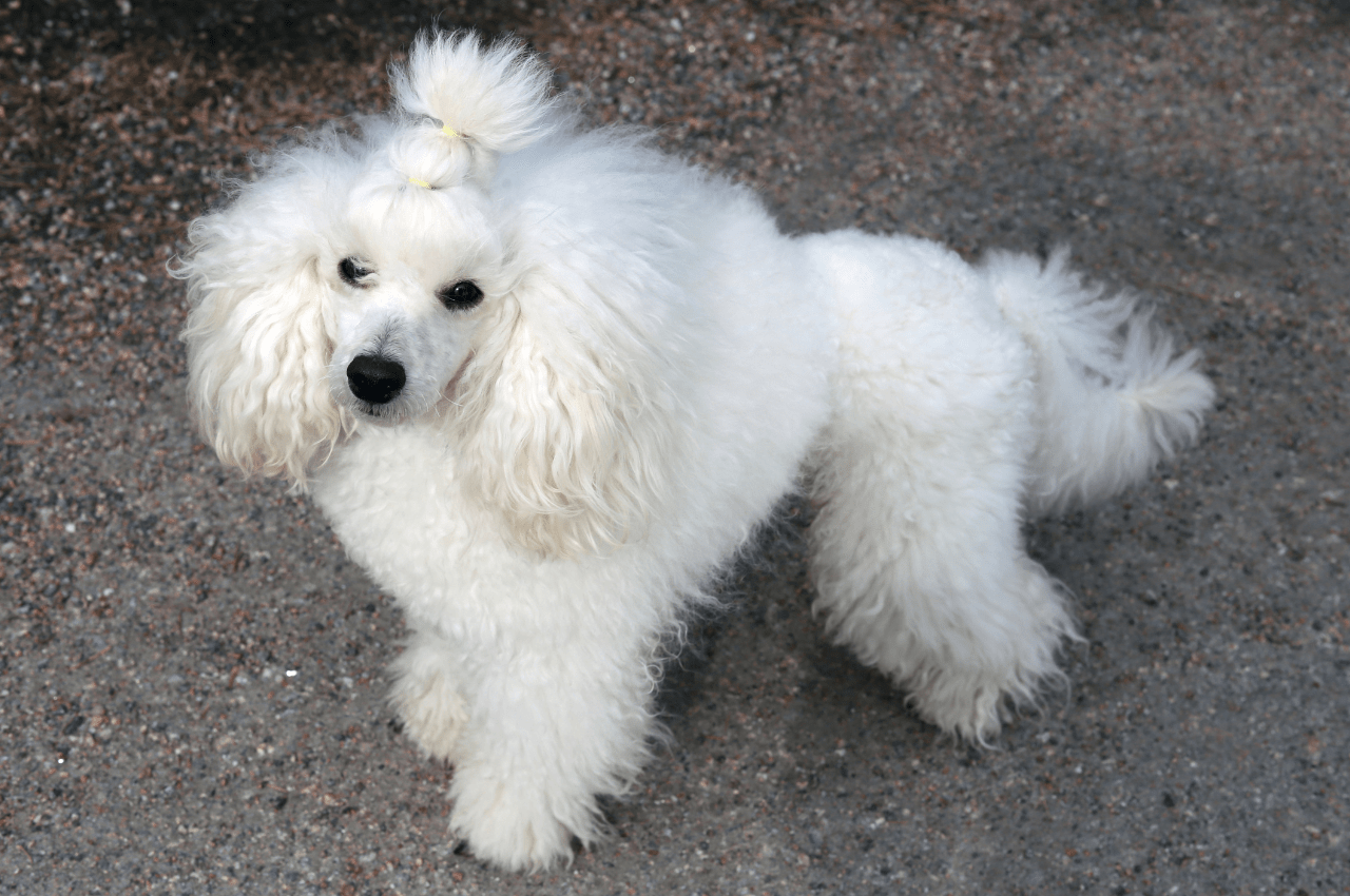 Miniature Poodles: The Ultimate Guide to This Intelligent Breed ...