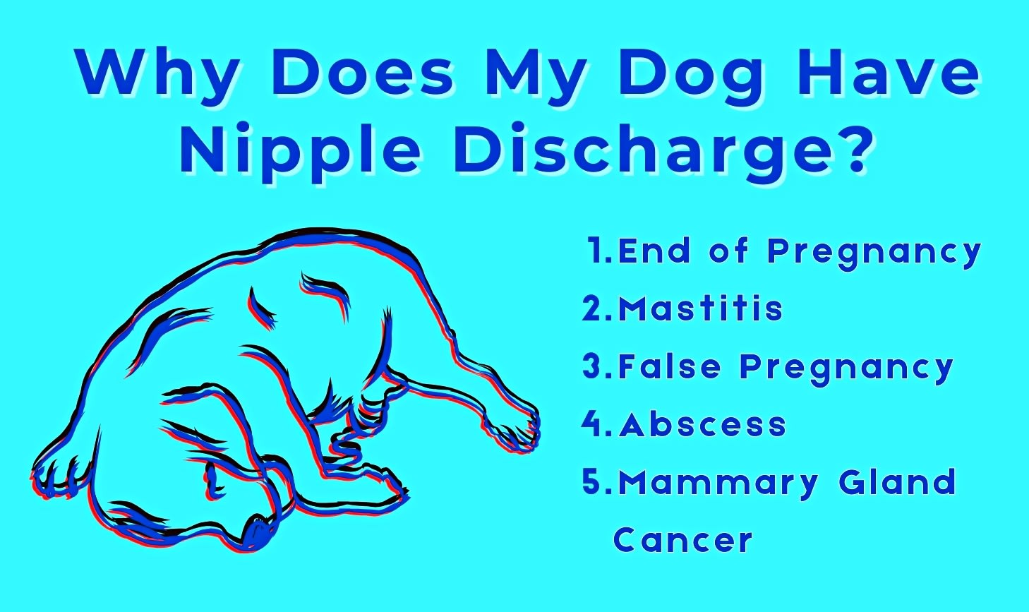 5 Potential Causes of Nipple Discharge in Dogs - PetHelpful
