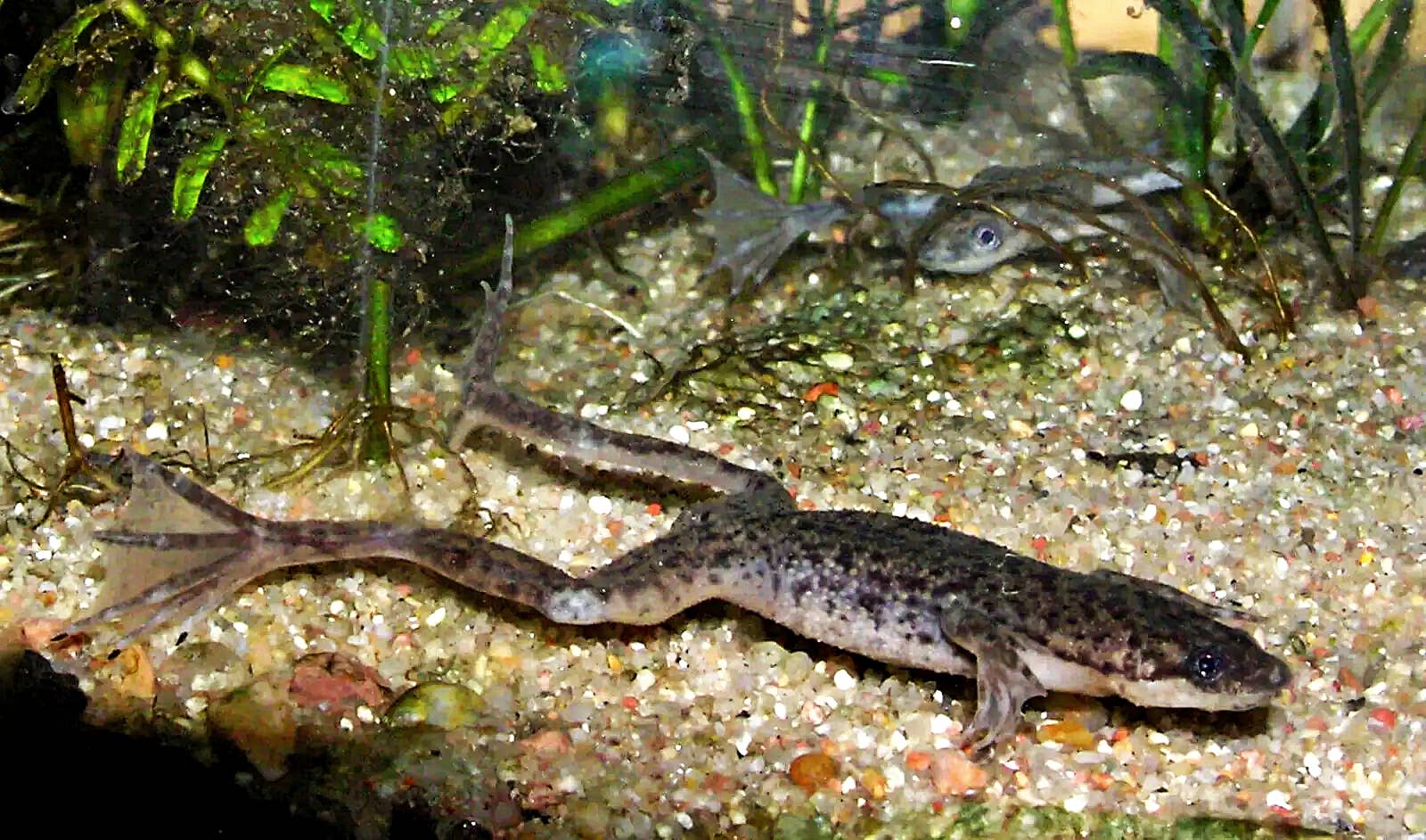 5 Signs Your African Dwarf Frog Is Sick or Dying - PetHelpful