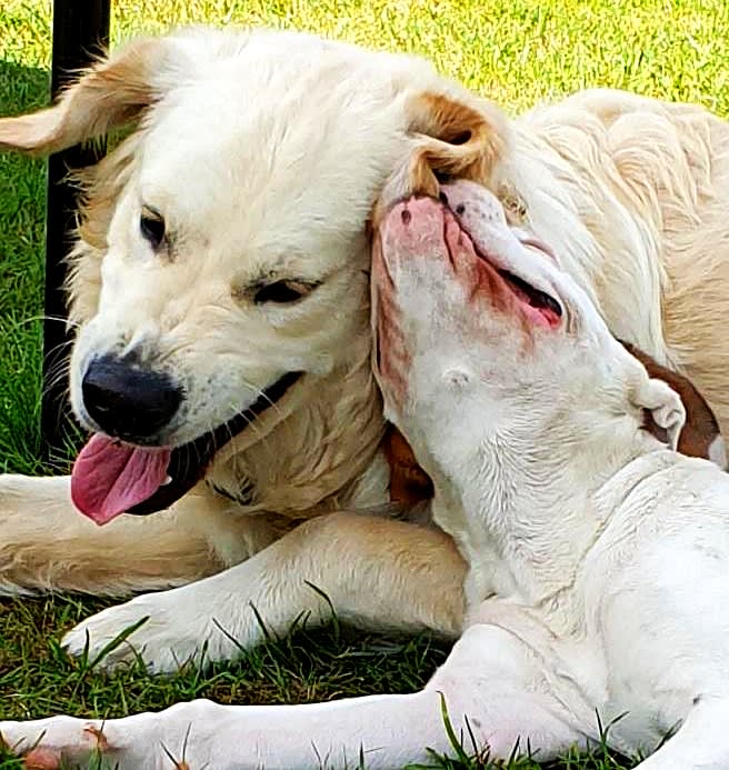 10 Reasons Dogs Nibble With Their Front Teeth - PetHelpful