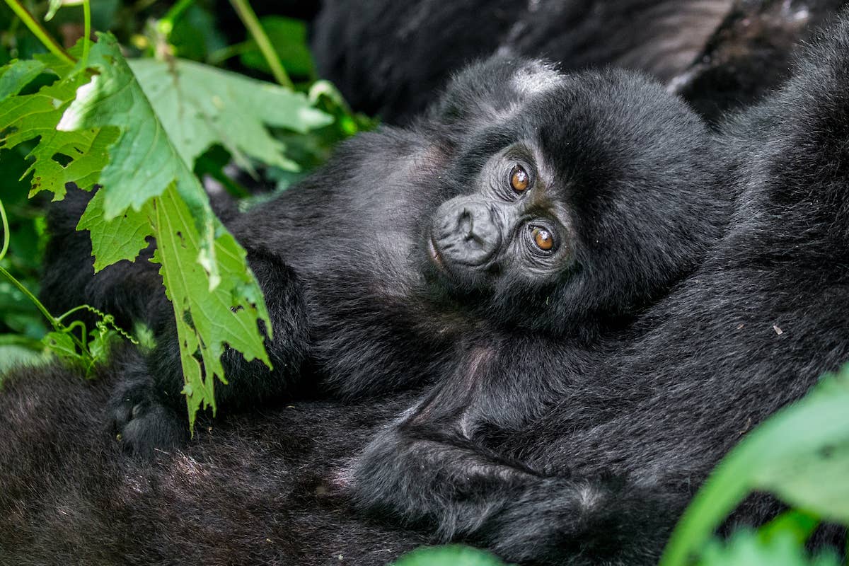 Cincinnati Zoo Welcomes Bouncing Baby Boy Gorilla to the Family ...