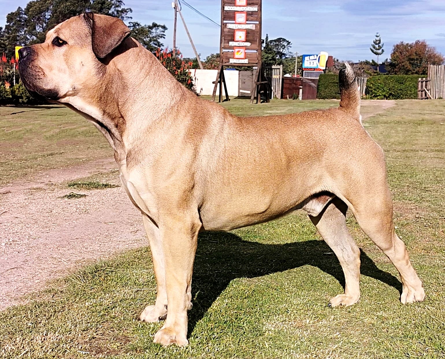 Muscular Dogs Top 10