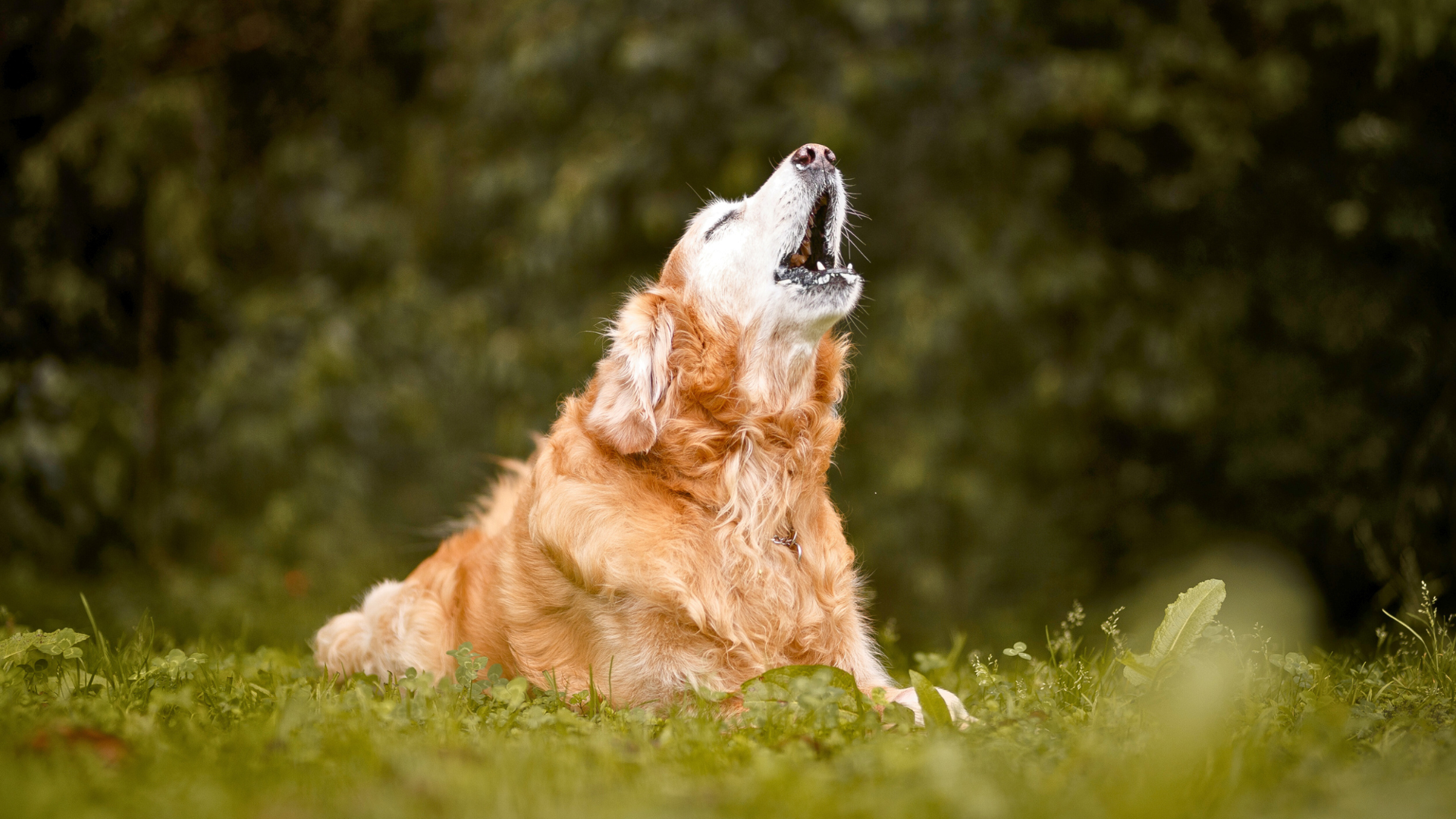 Expert Tips to Stop Excessive Barking, According to a Trainer - PetHelpful