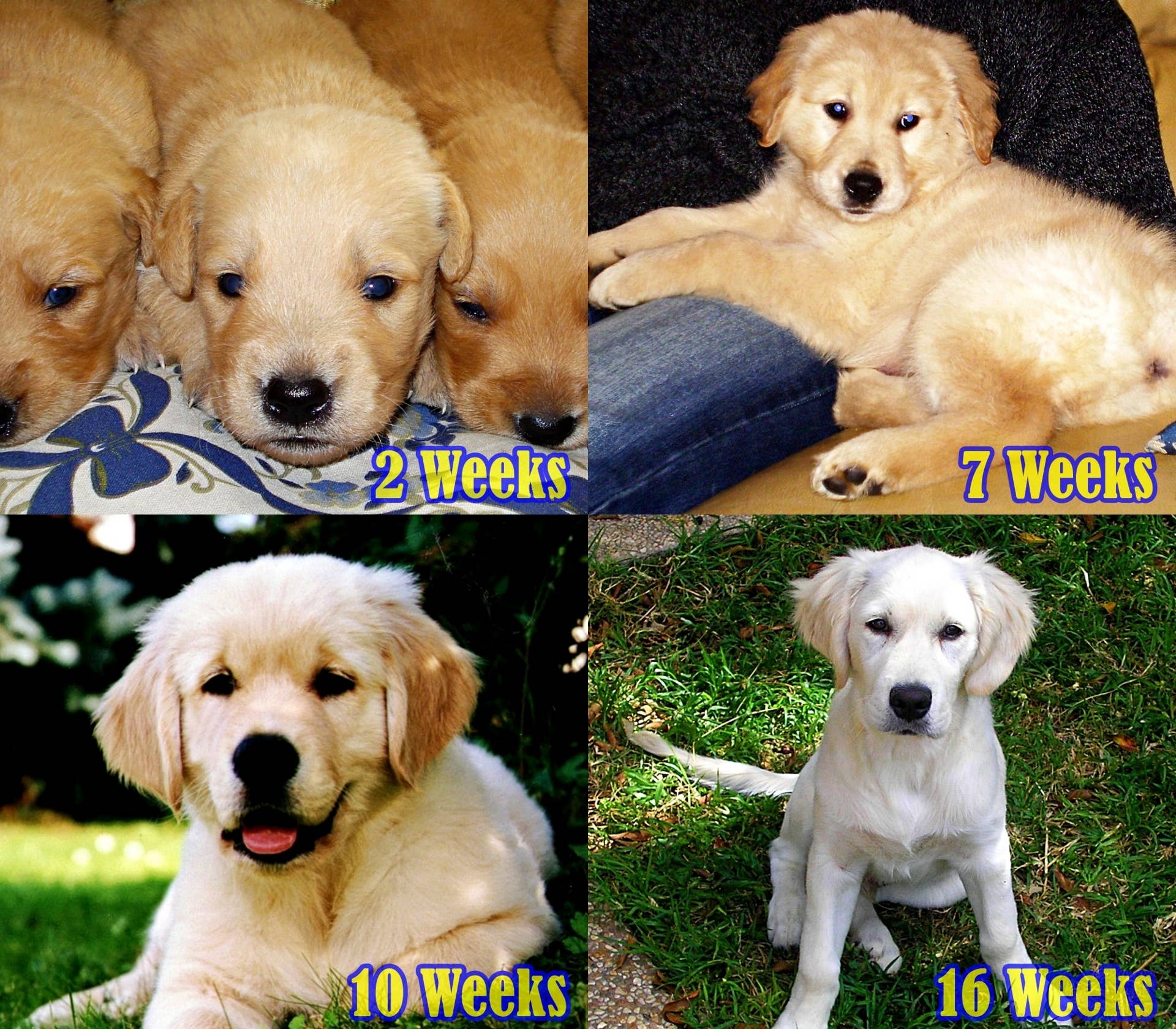 Golden Retriever Weight: First Year Growth Chart