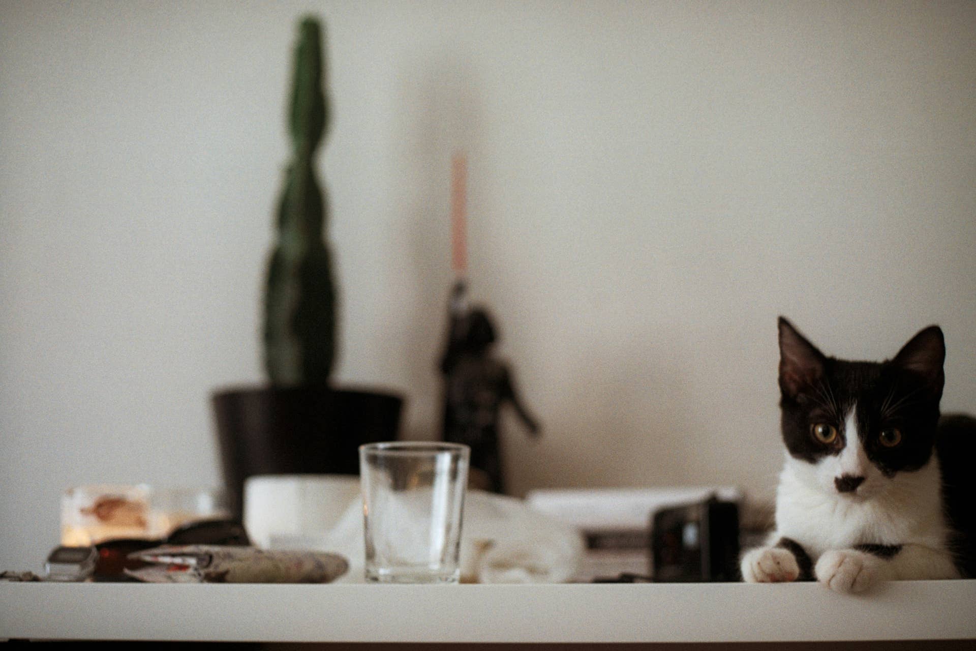 12 Ways to Keep a Stubborn Cat Off Kitchen Countertops - PetHelpful