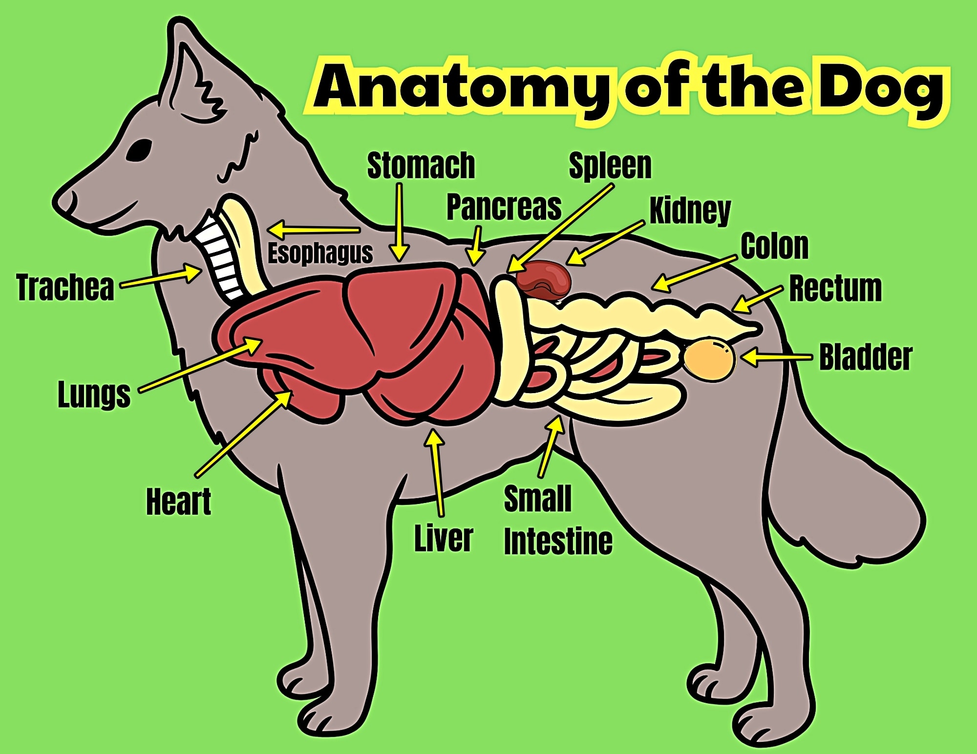 10 Reasons Dogs Throw Up Undigested Food - PetHelpful